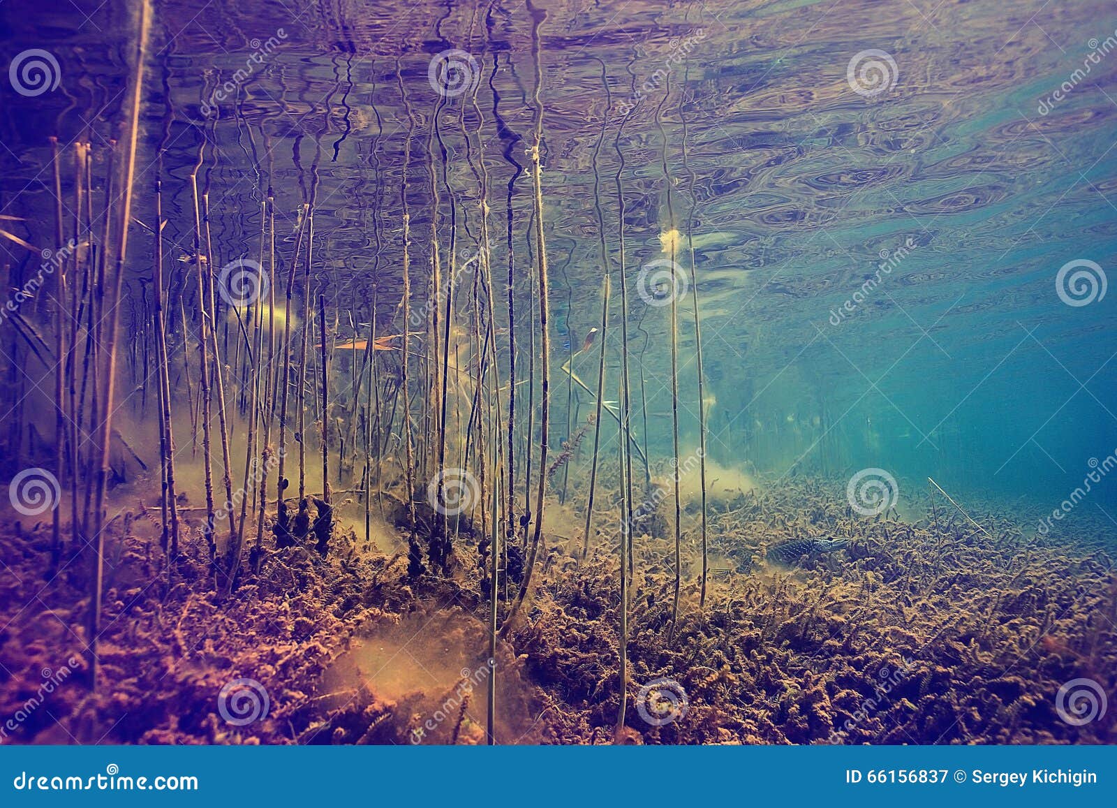 Reeds in clear water stock image. Image of canal, fish - 66156837