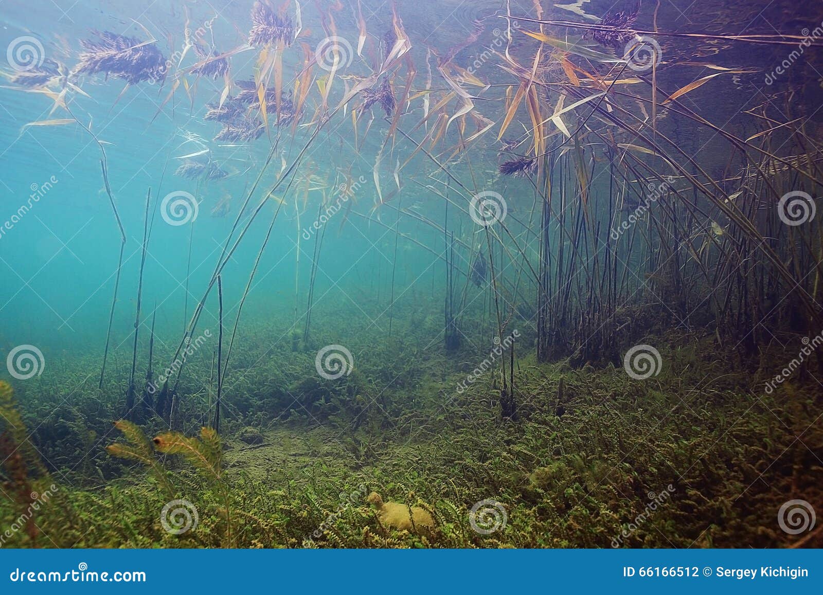 Reeds in clear water stock photo. Image of pike, nautic - 66166512
