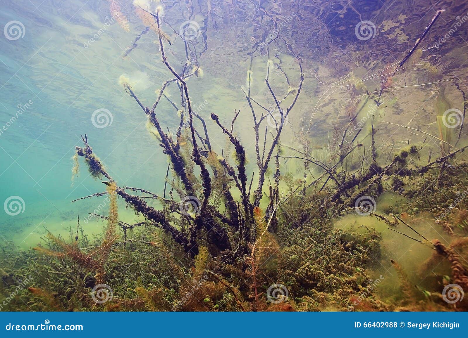 Reeds in clear water stock photo. Image of mangrove, majestic - 66402988