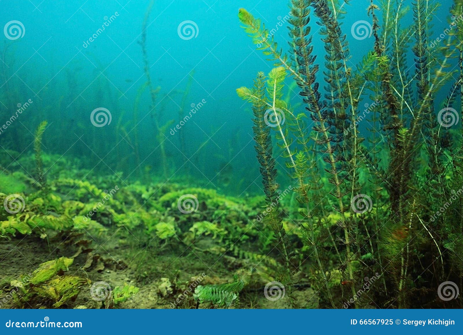 Reeds in clear water stock image. Image of landscape - 66567925