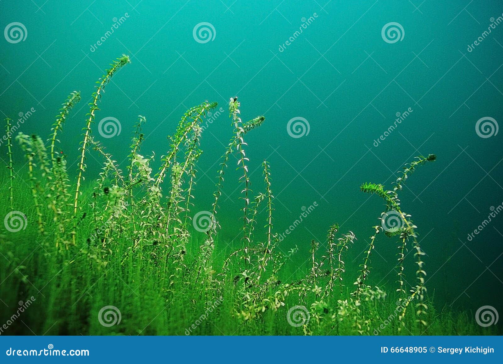 Reeds in clear water stock image. Image of beauty, natural - 66648905
