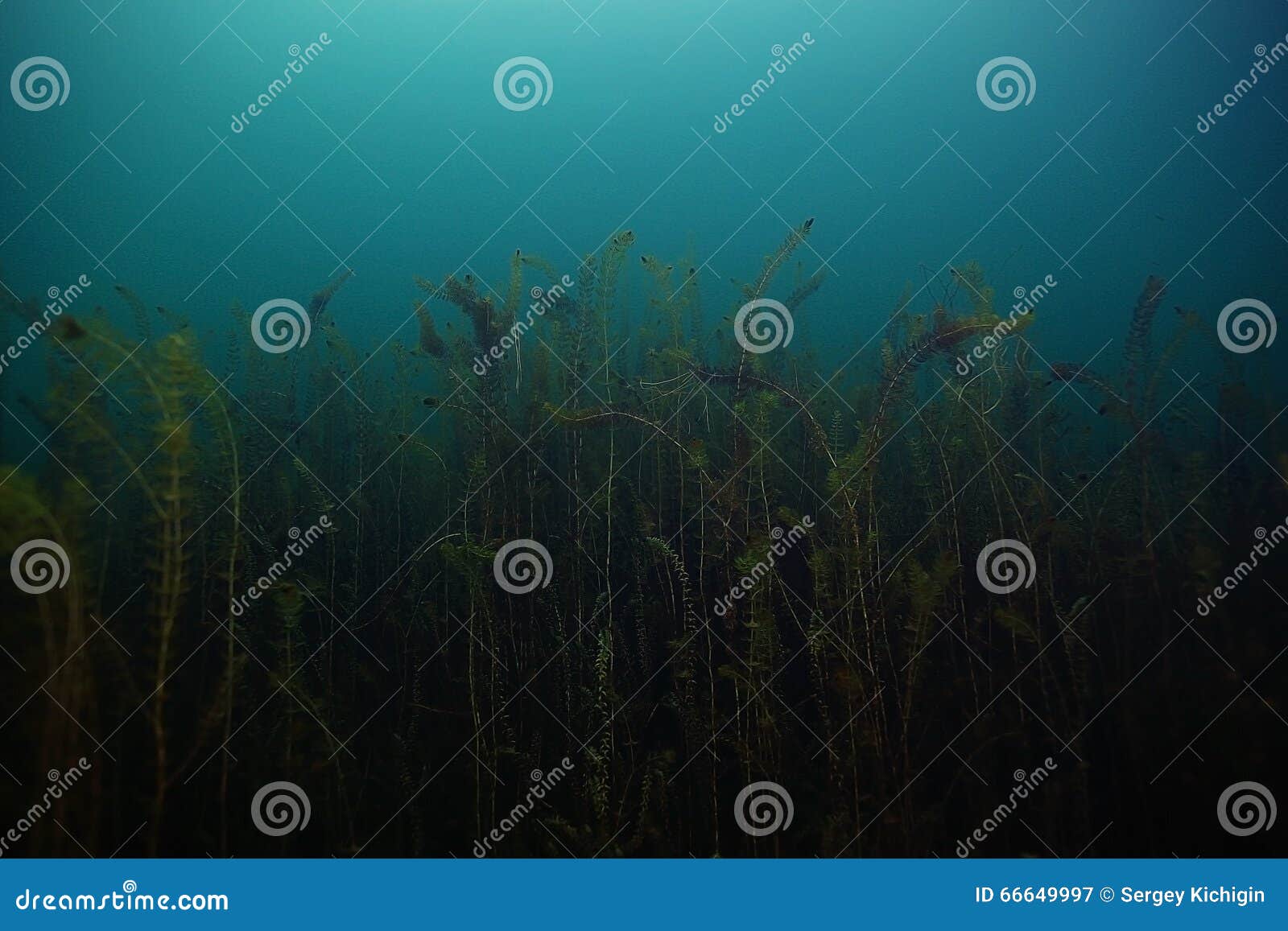 Reeds in clear water stock image. Image of beauty, animals - 66649997