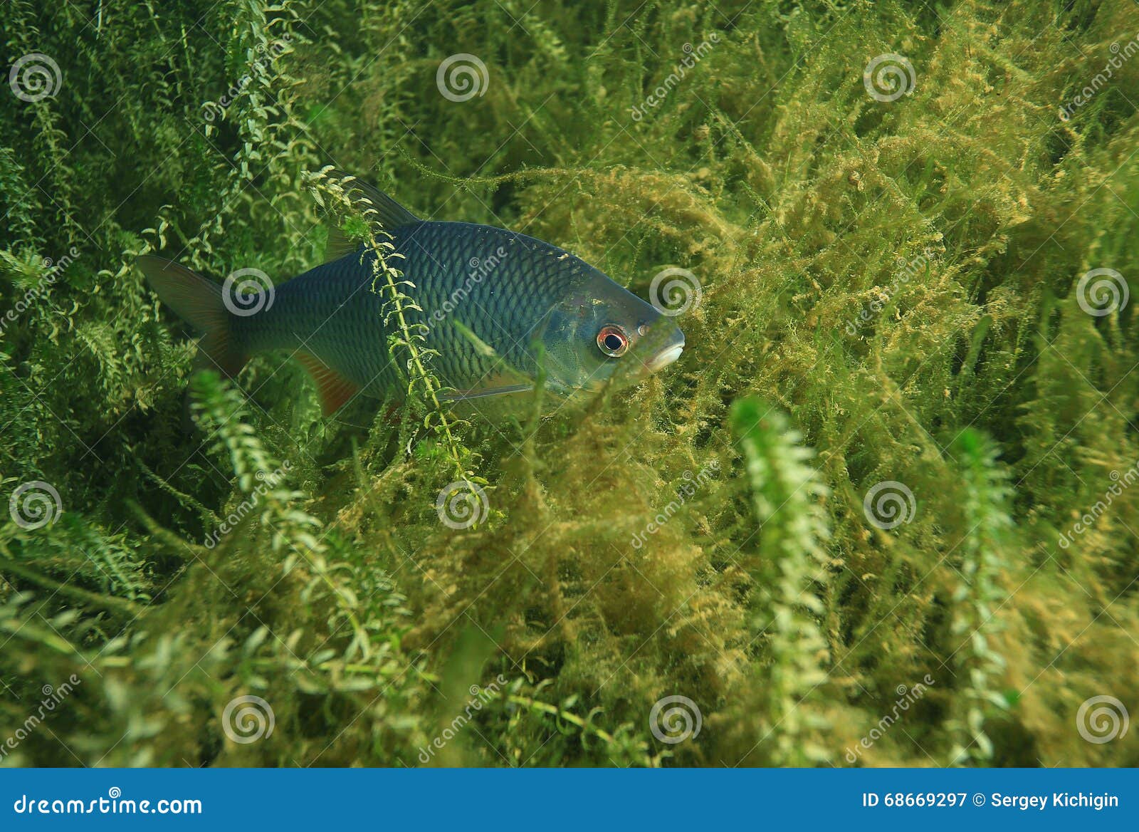 Reeds and clear water stock image. Image of diving, flora - 68669297