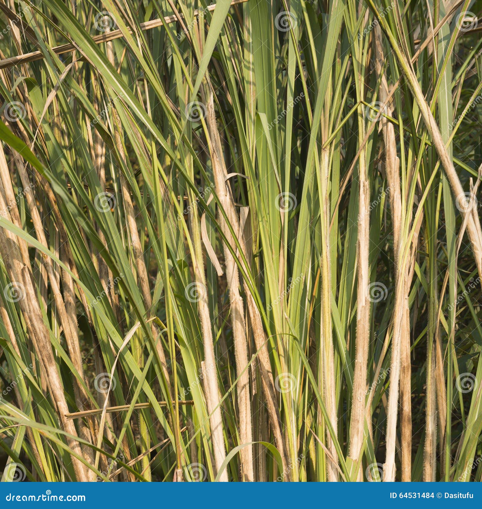 Reeds closeup stock photo. Image of reedy, abstract, plant - 64531484