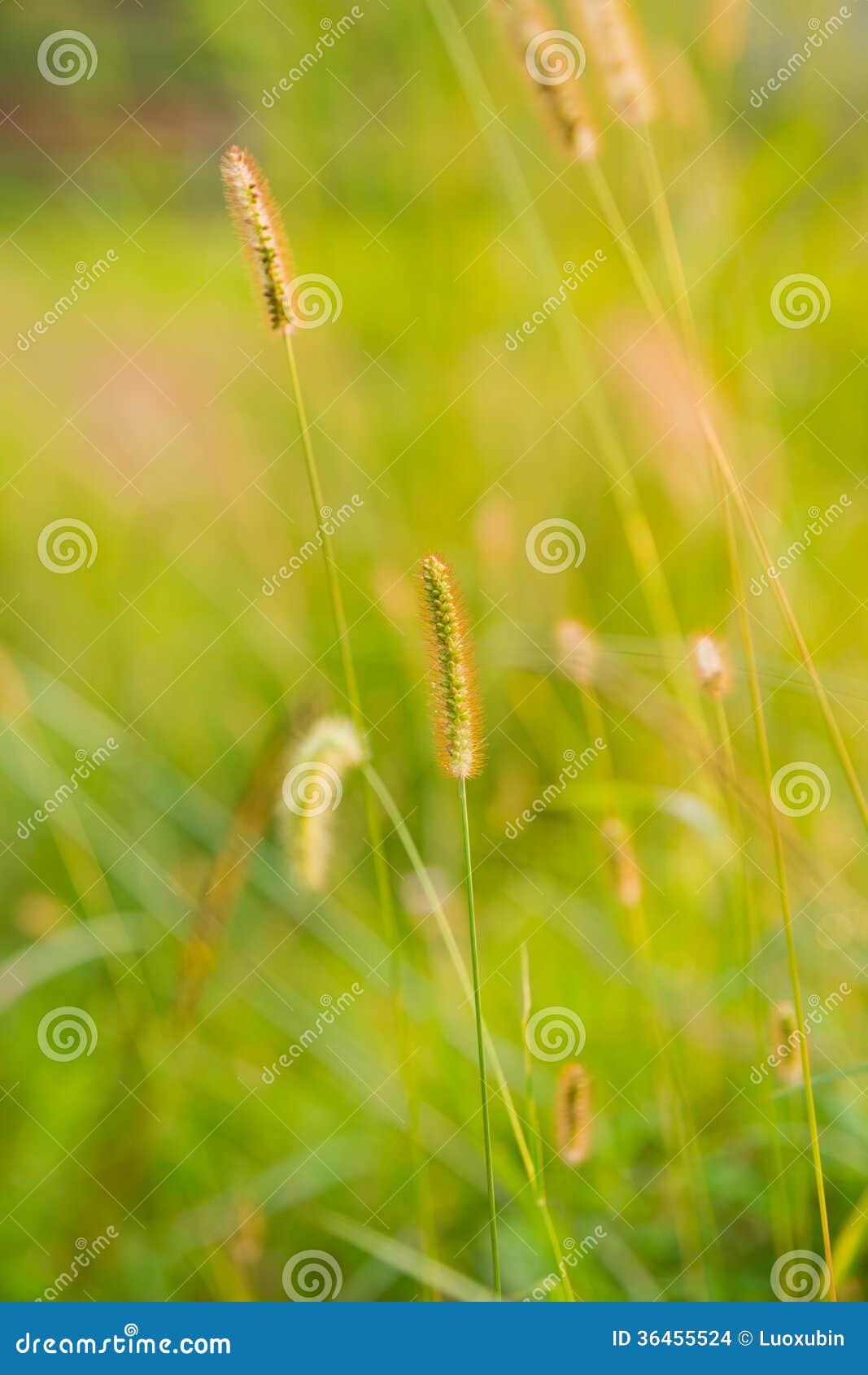 Reeds stock photo. Image of backlight, macro, blur, plant - 36455524