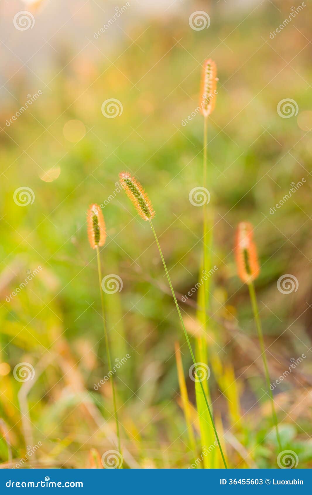 Reeds stock image. Image of nature, spring, backlight - 36455603