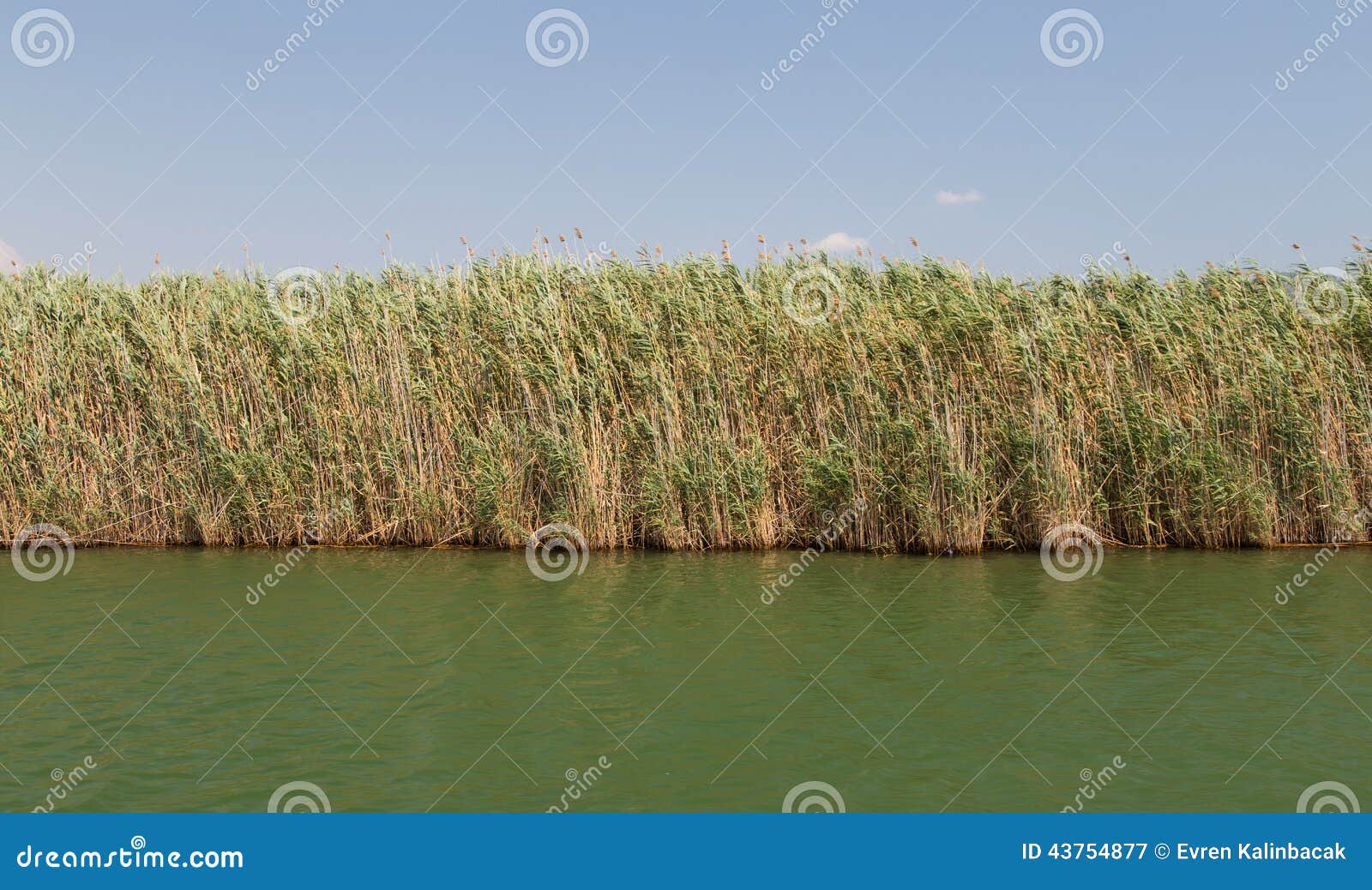 Reeds stock image. Image of morass, caria, lycia, green - 43754877