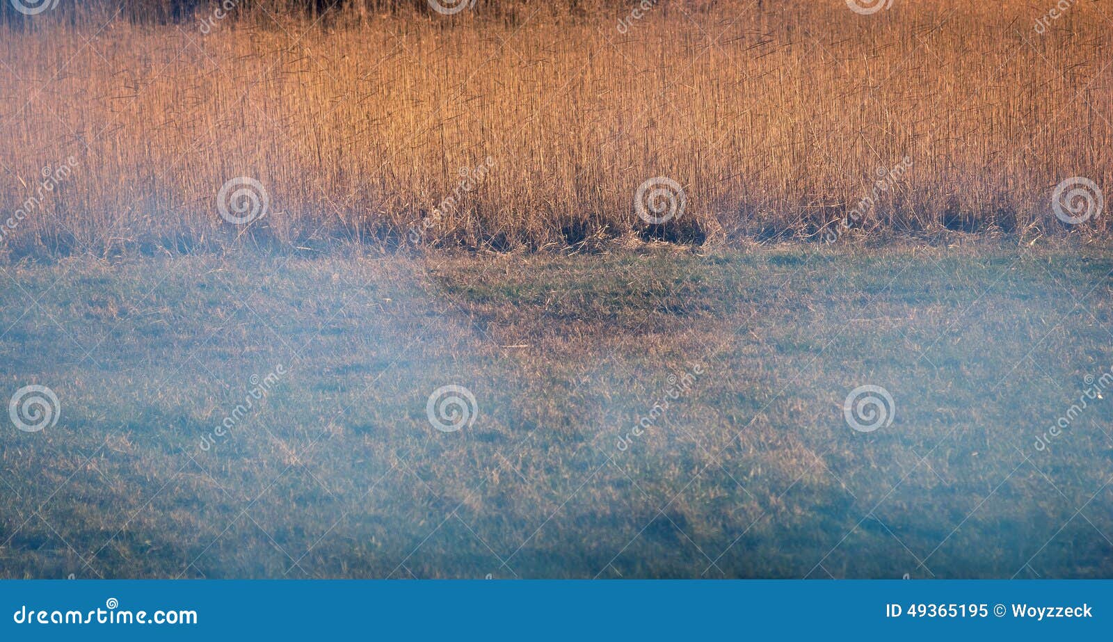 Reeds stock image. Image of yellow, landscape, vintage - 49365195