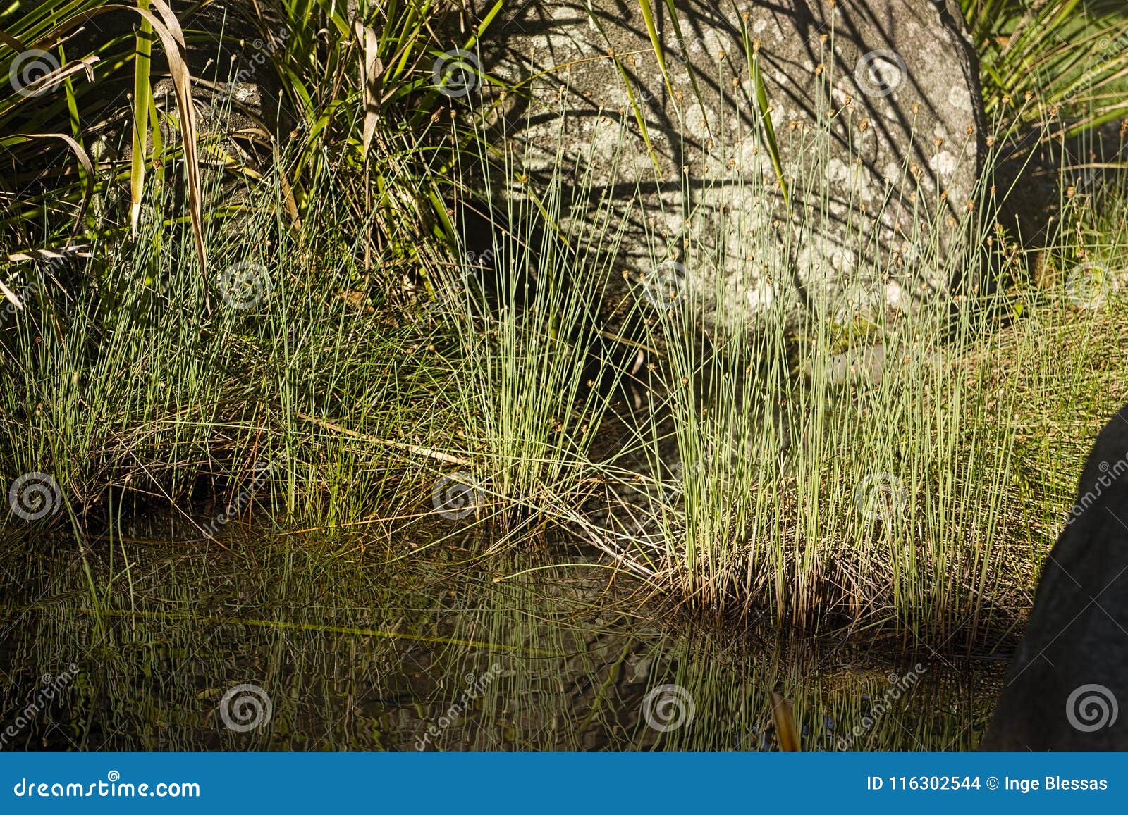 Reeds at edge of pond stock photo. Image of leaves, reeds - 116302544