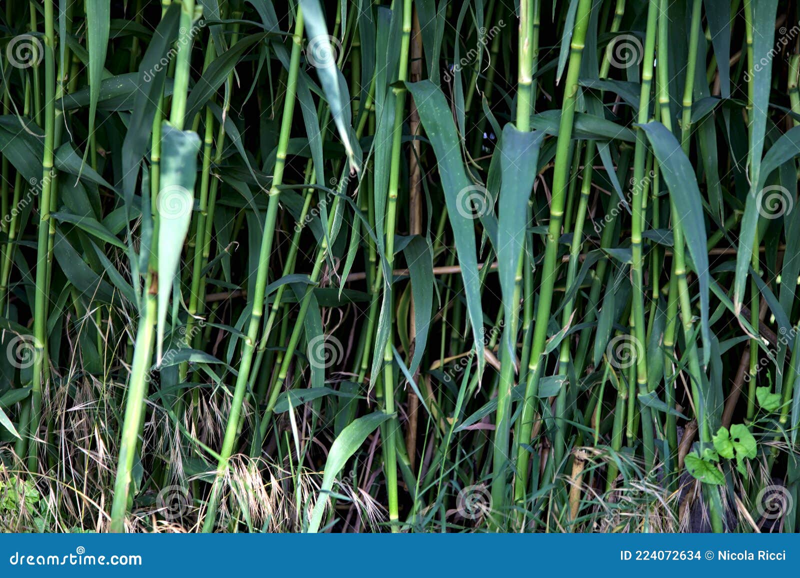 Reeds by the Edge of a Road Seen Up Close Stock Photo - Image of back ...