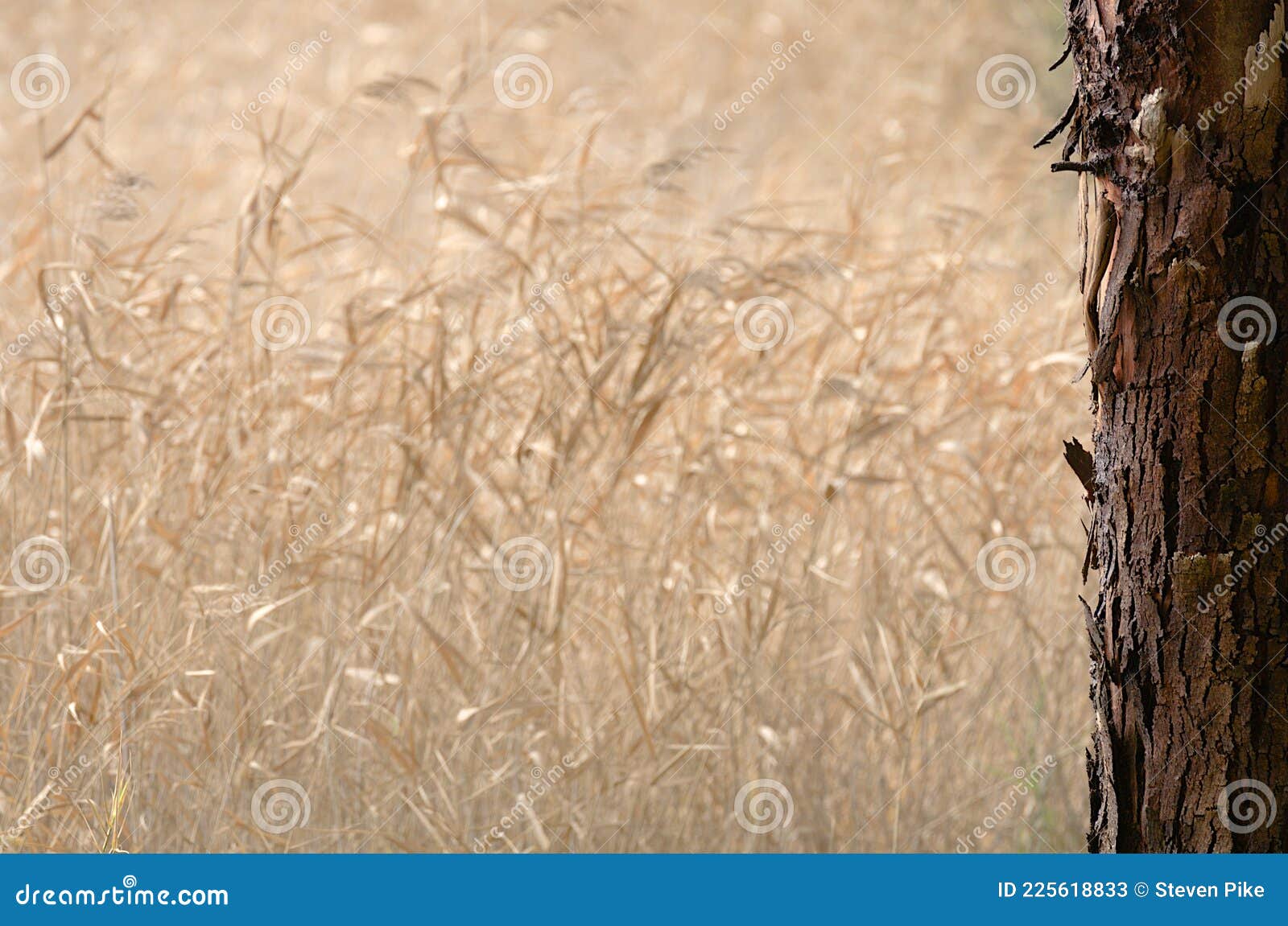 Reeds on the Edge of Wetland Bordered by a Eucalyptus Tree. Stock Image ...