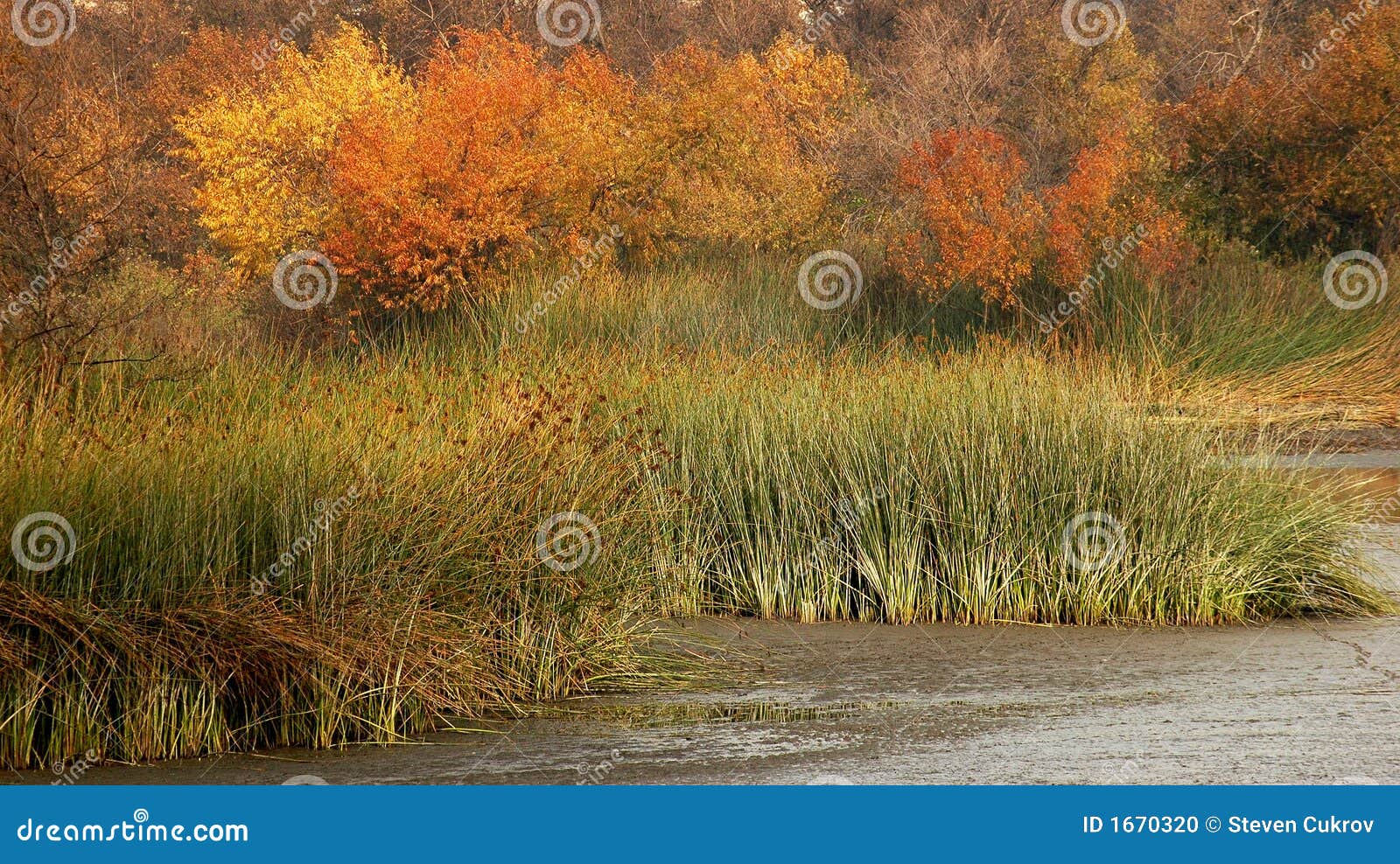 Reeds and fall color stock photo. Image of natural, stream - 1670320