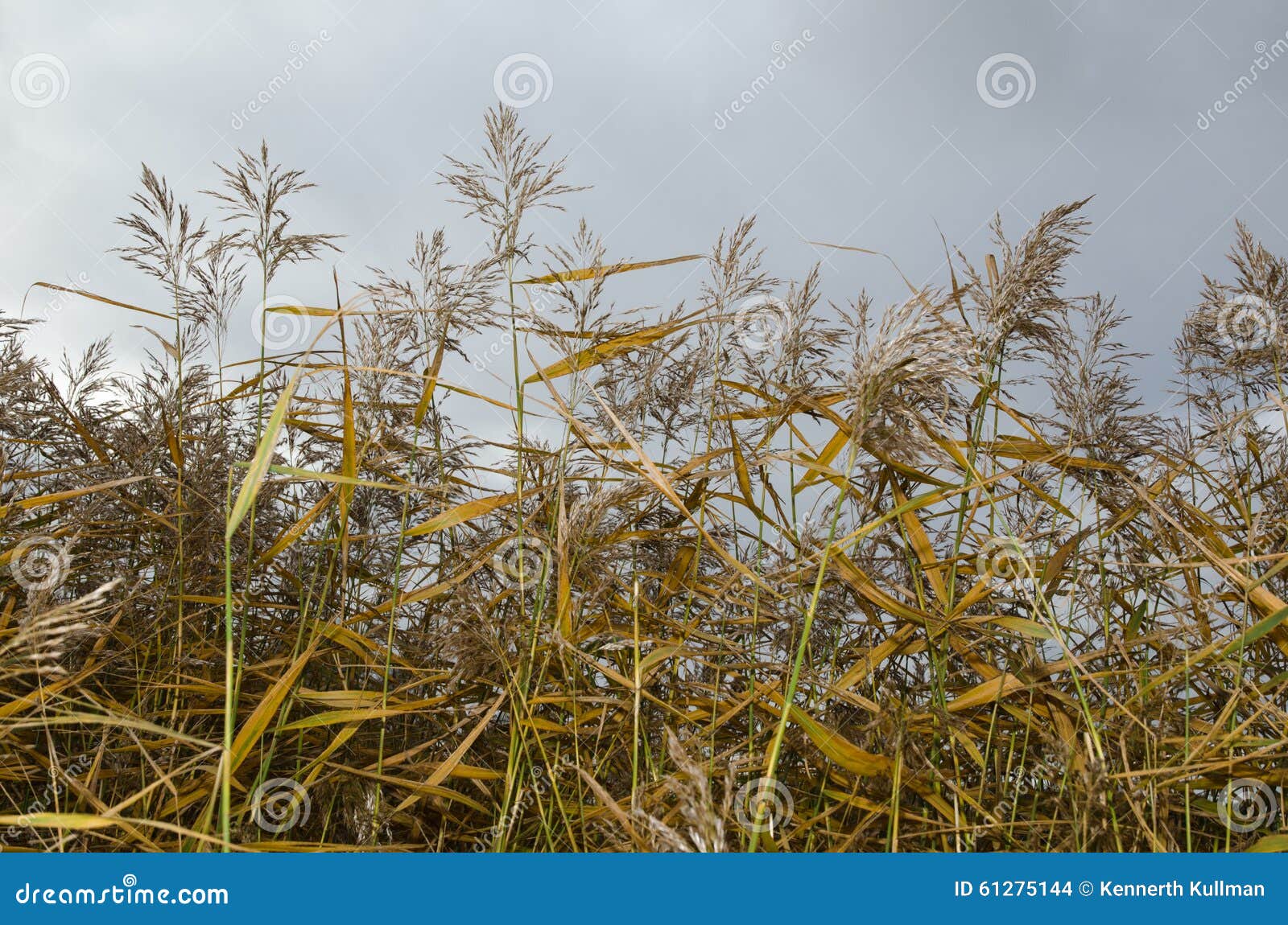 Reeds in fall colors stock photo. Image of stalk, plant - 61275144