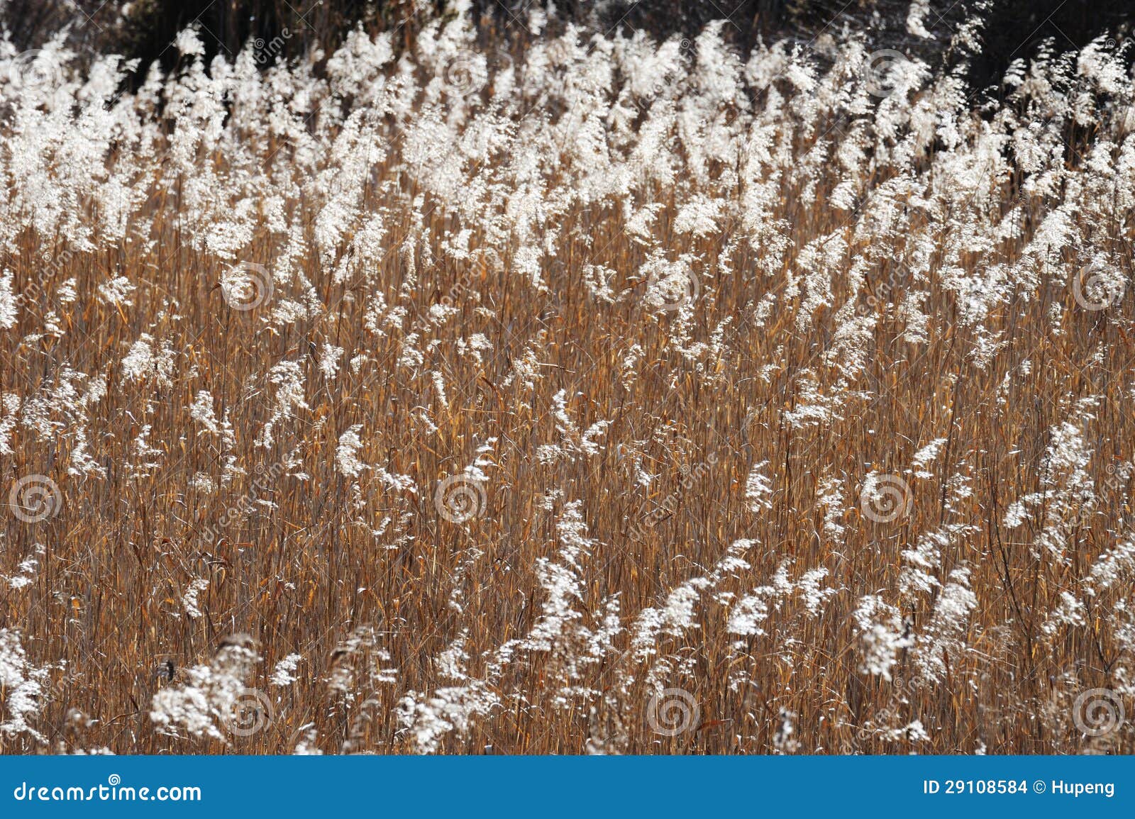 Reeds in field stock photo. Image of flower, beautiful - 29108584