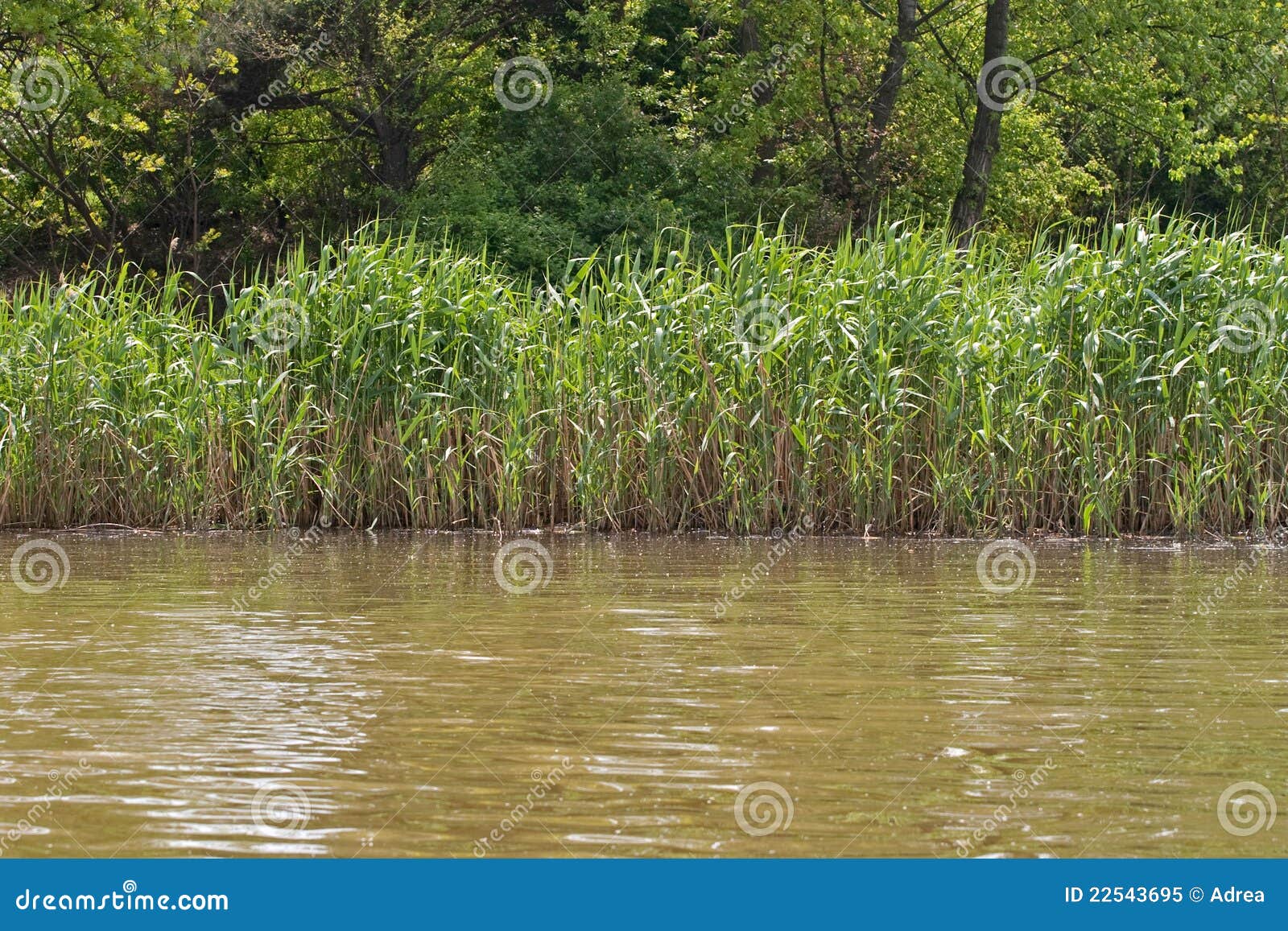 18,390 Reeds Field Stock Photos - Free & Royalty-Free Stock Photos from ...
