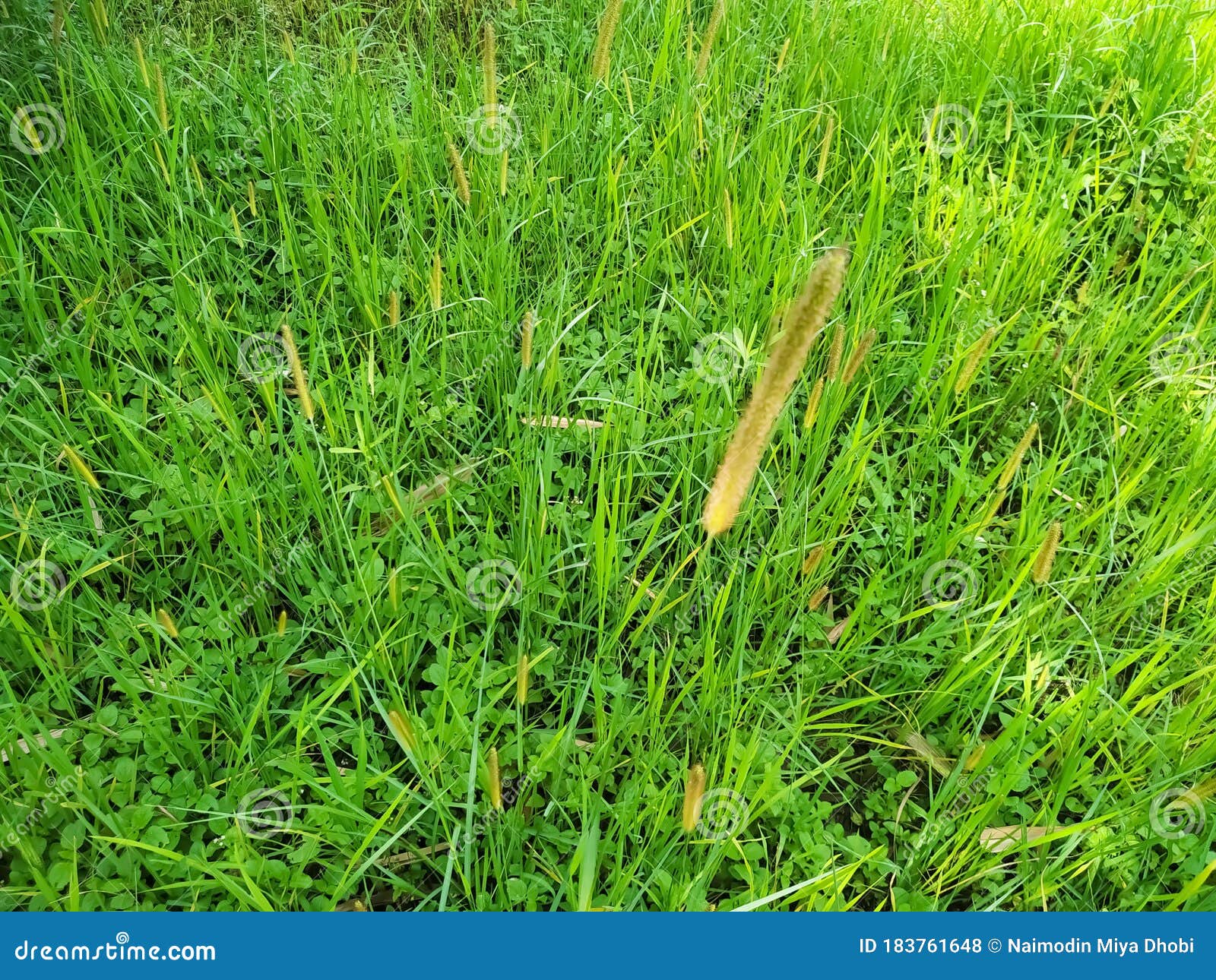 Reeds Flower in the Wind Green Leaf Natural Stock Photo - Image of ...