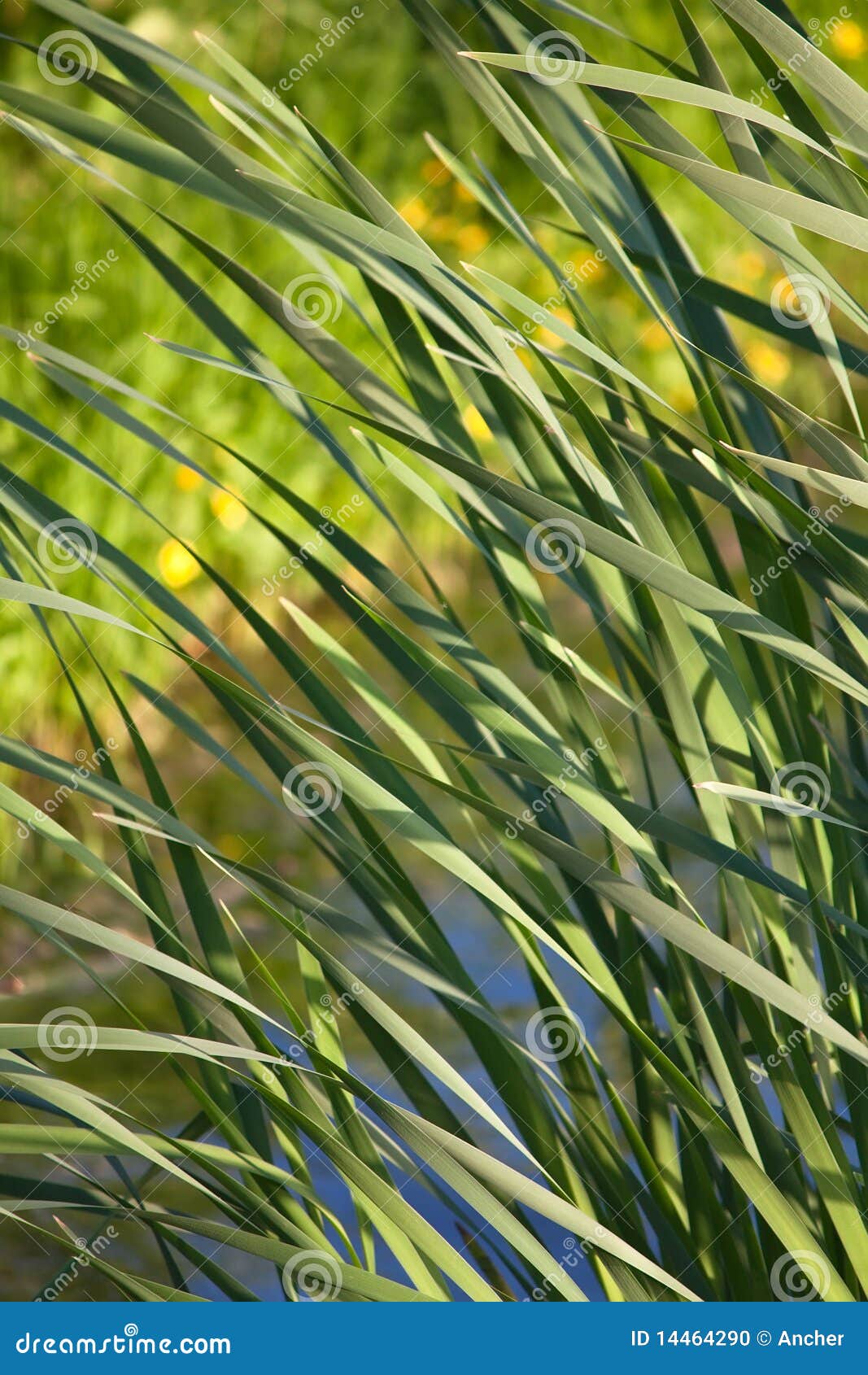 Reeds and Flowers on the Bank of Lake Stock Photo - Image of lake ...