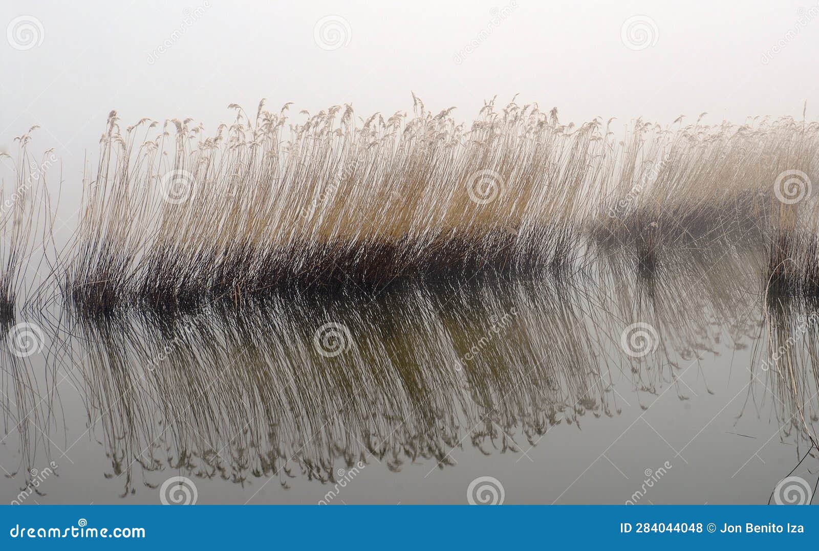 Reeds and Fog in a Freshwater Lagoon Stock Photo - Image of freshwater ...