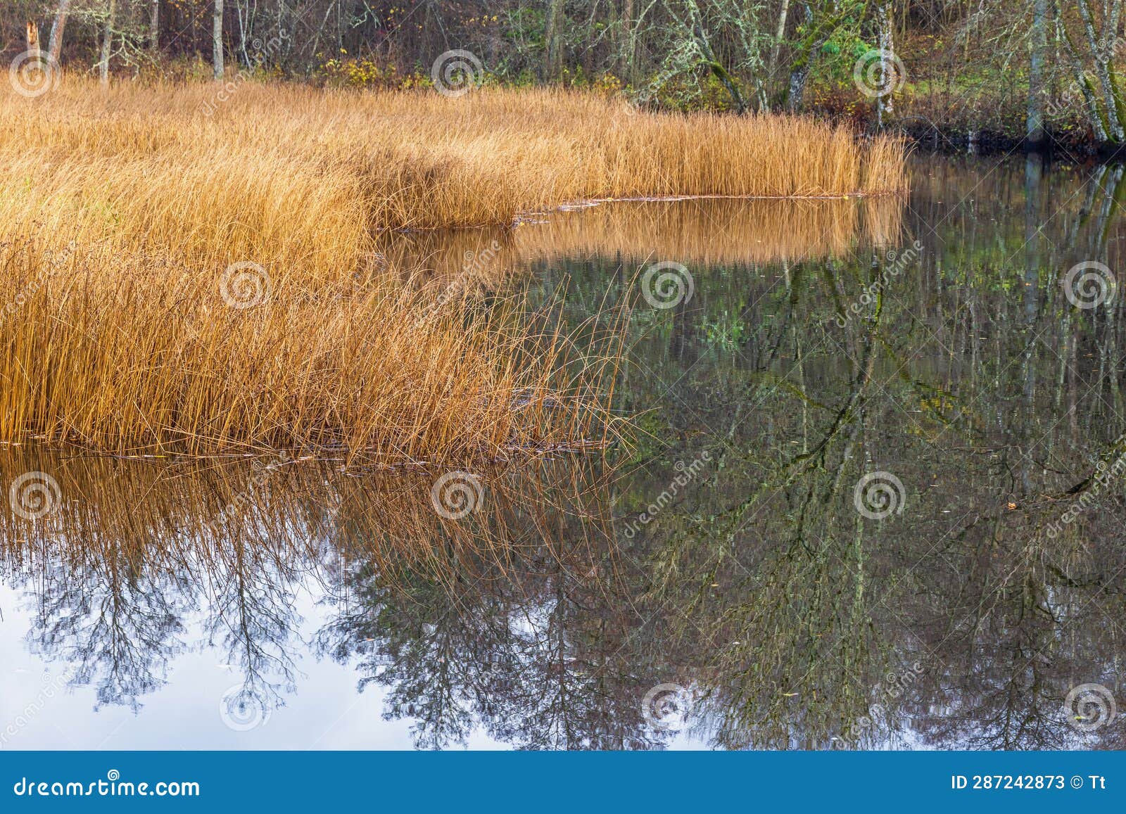 Reeds in a Forest River with Water Reflection in Autumn Stock Image ...
