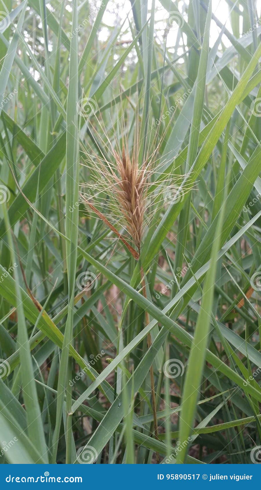 Reeds stock image. Image of reeds, green, grass, corn - 95890517