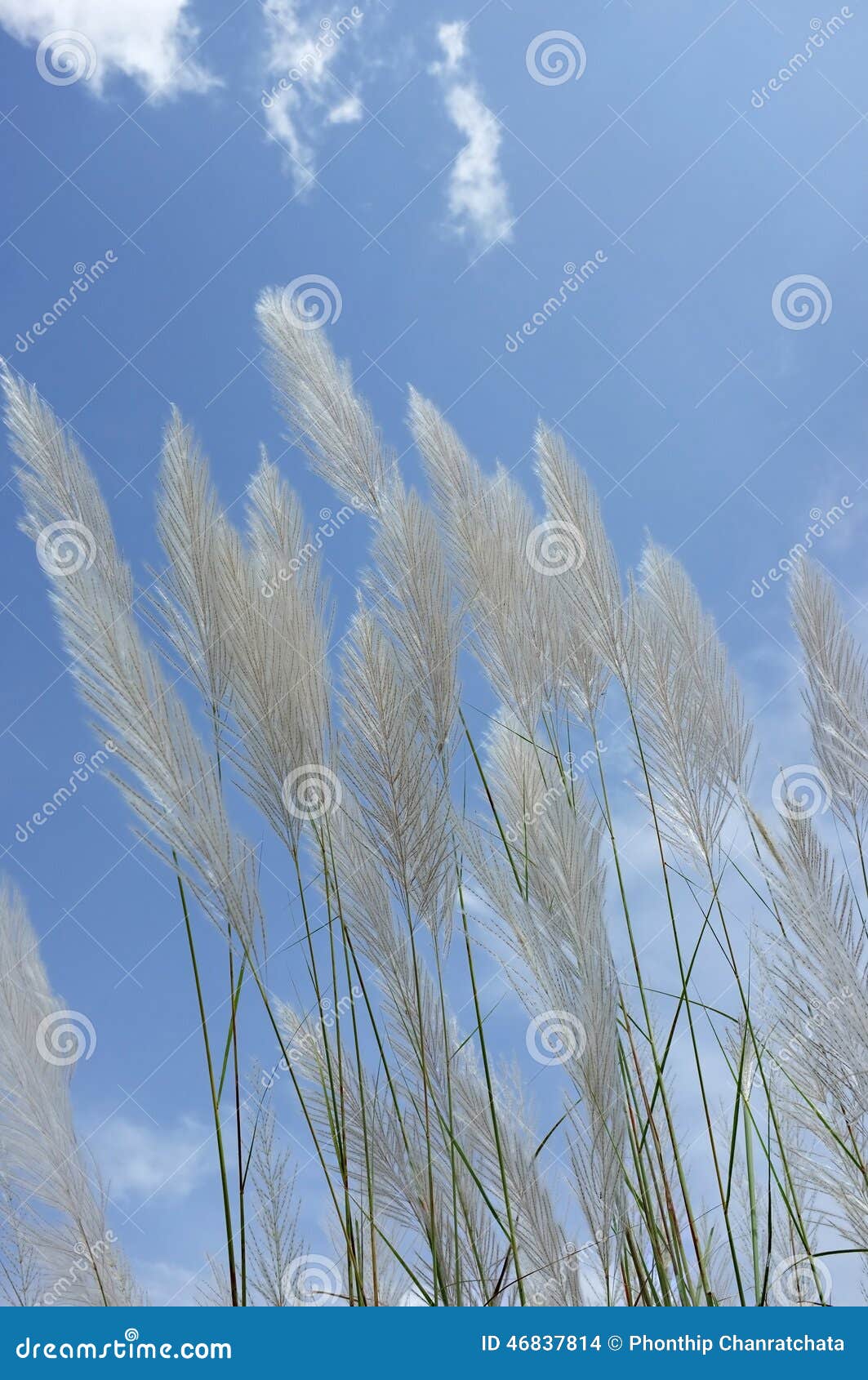 Reeds of Grass and Grass Flower Stock Photo - Image of beautiful, leaf ...