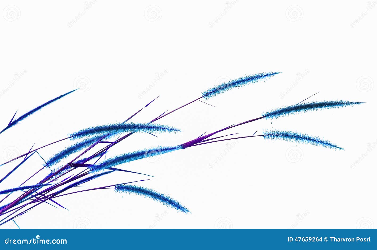 Reeds of Grass Isolated on White Background Stock Photo - Image of ...