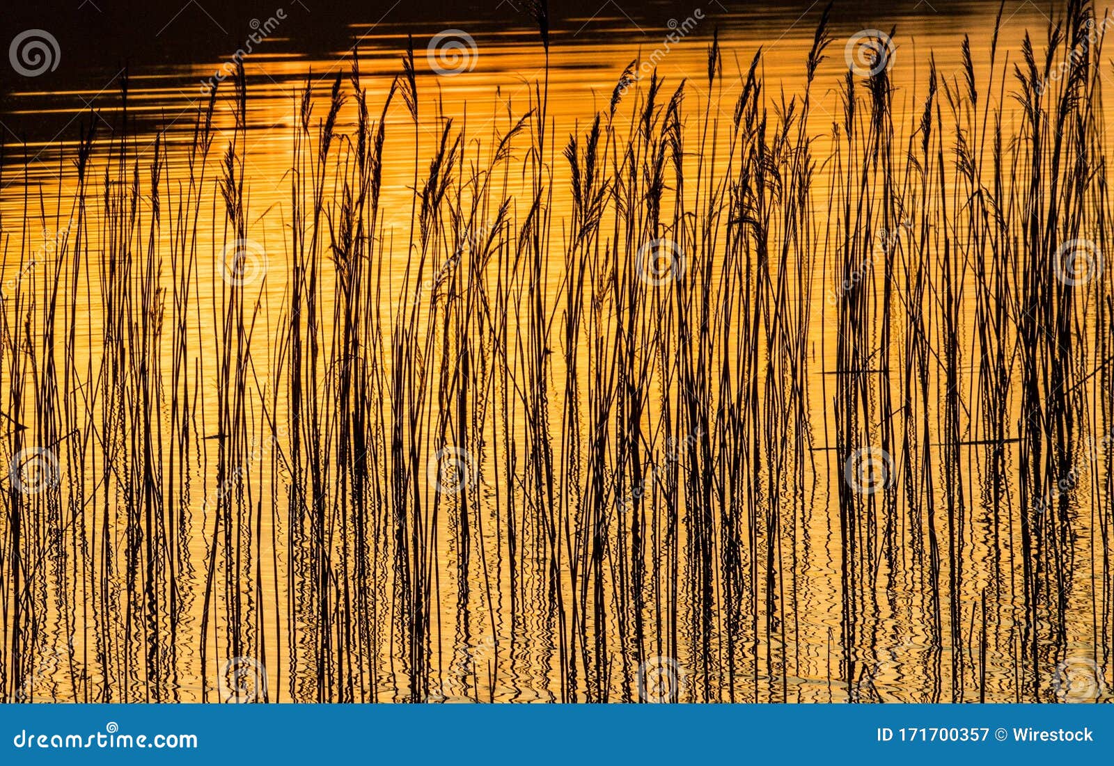 Reeds and Grass Reflecting in Water during Sunset Stock Image - Image ...