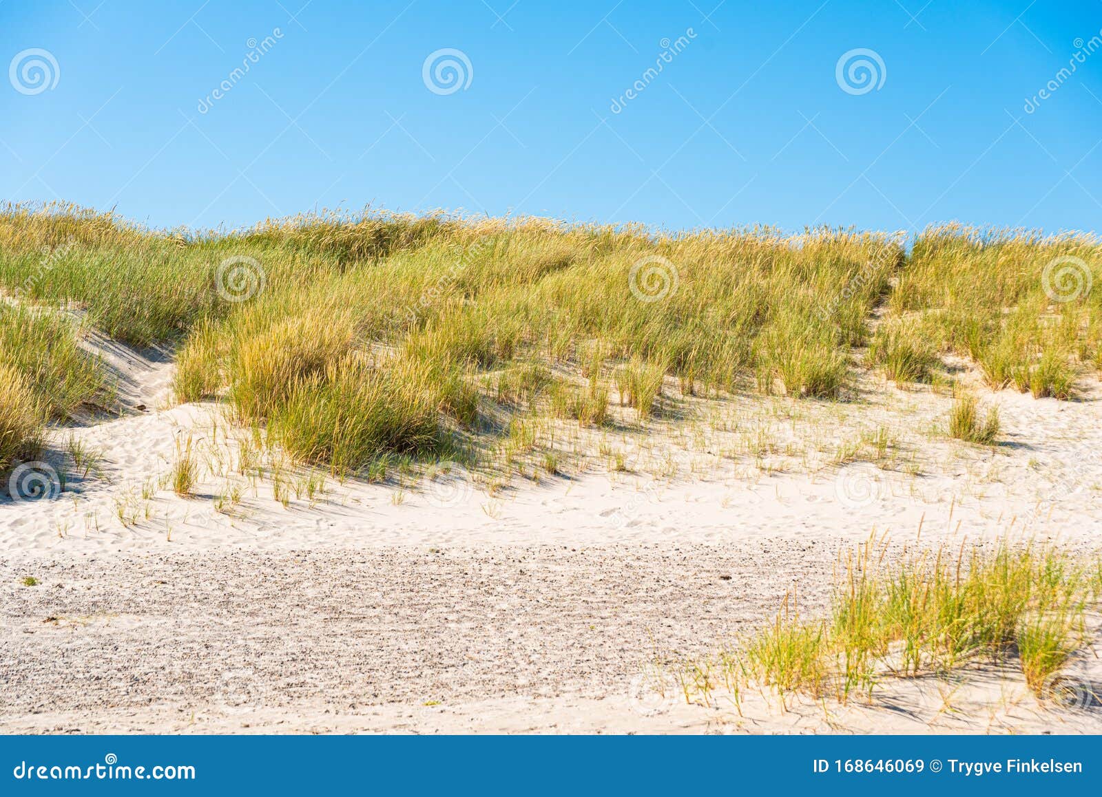 Reeds and Grass in the Sand by a Beach Stock Image - Image of reeds ...