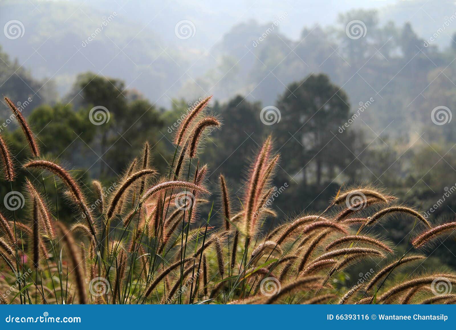 Reeds with green forest stock photo. Image of leaf, background - 66393116