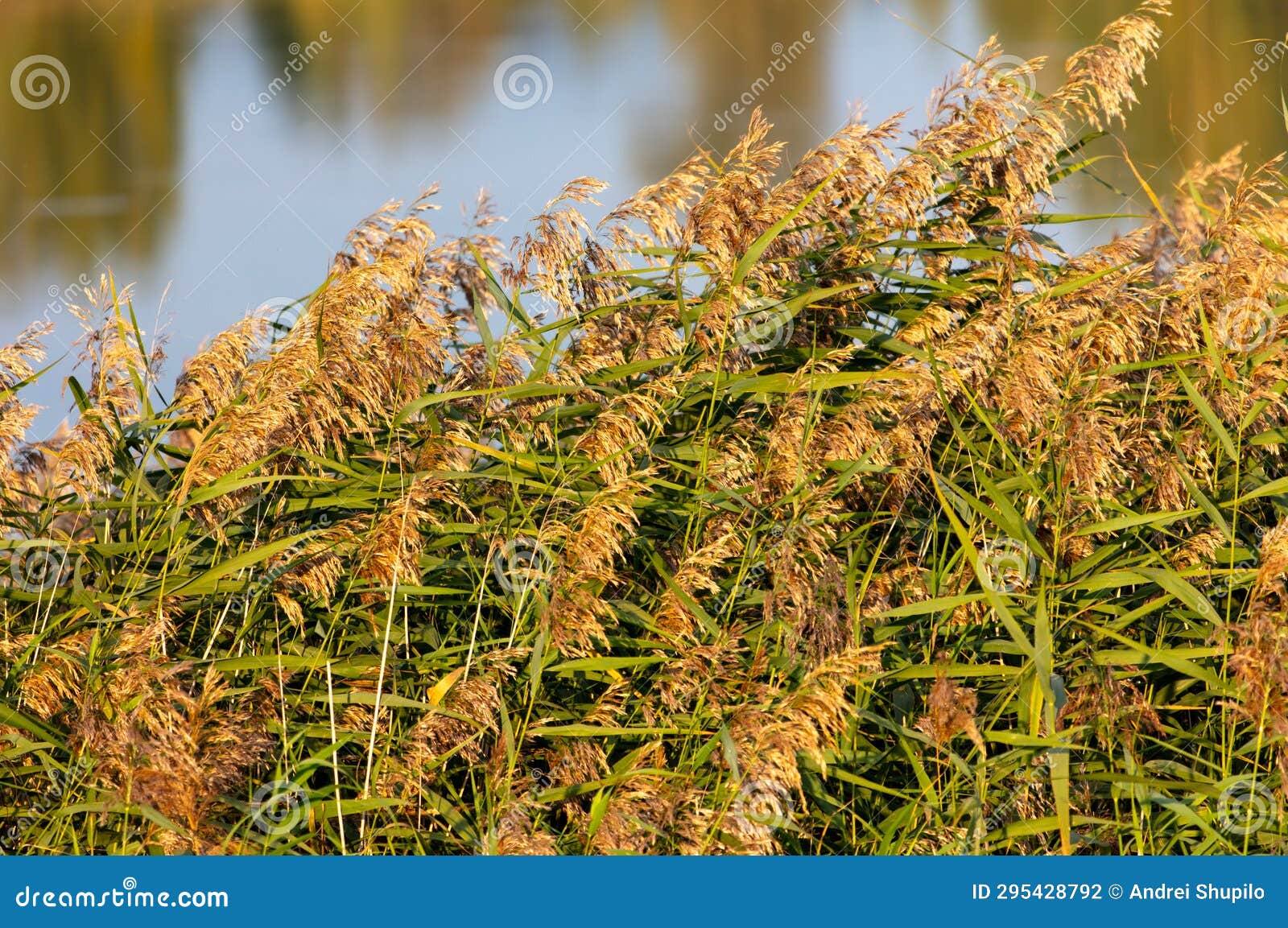 Reeds Grow on a Lake in Nature Stock Photo - Image of leaf, fresh ...