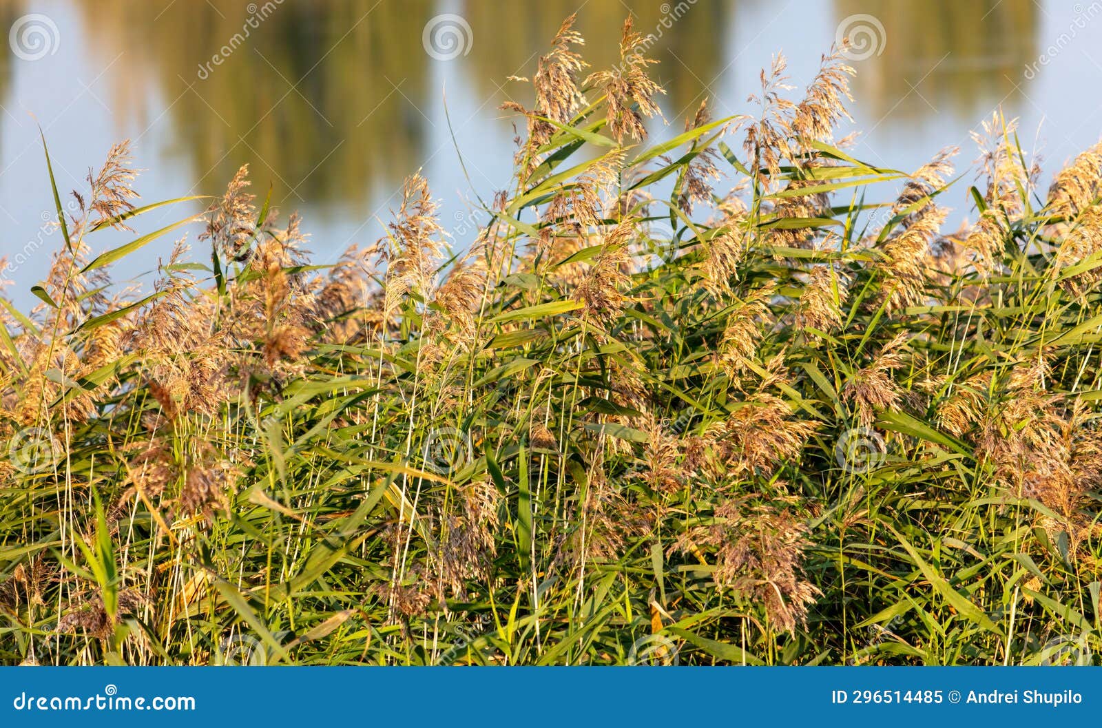 Reeds Grow on a Lake in Nature Stock Image - Image of wild, outdoor ...