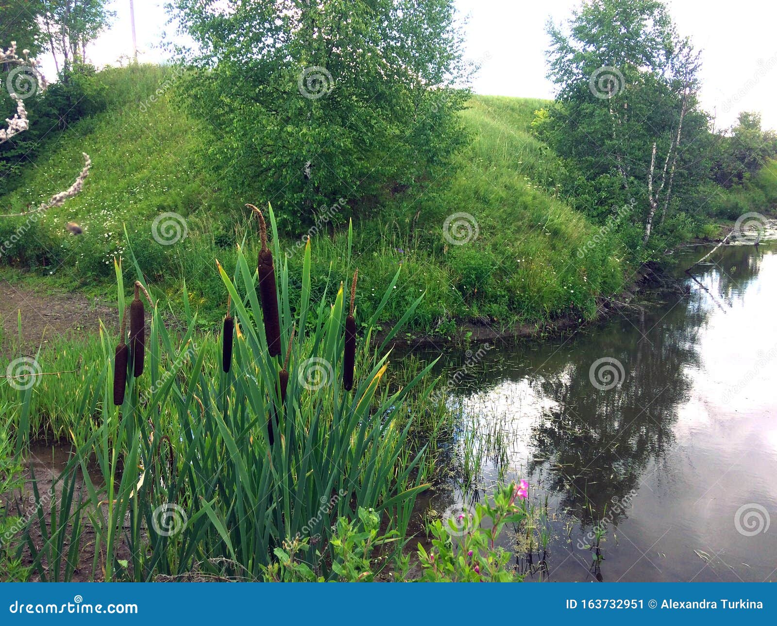 Reeds Grow Near a Small Pond Stock Image - Image of natural, field ...