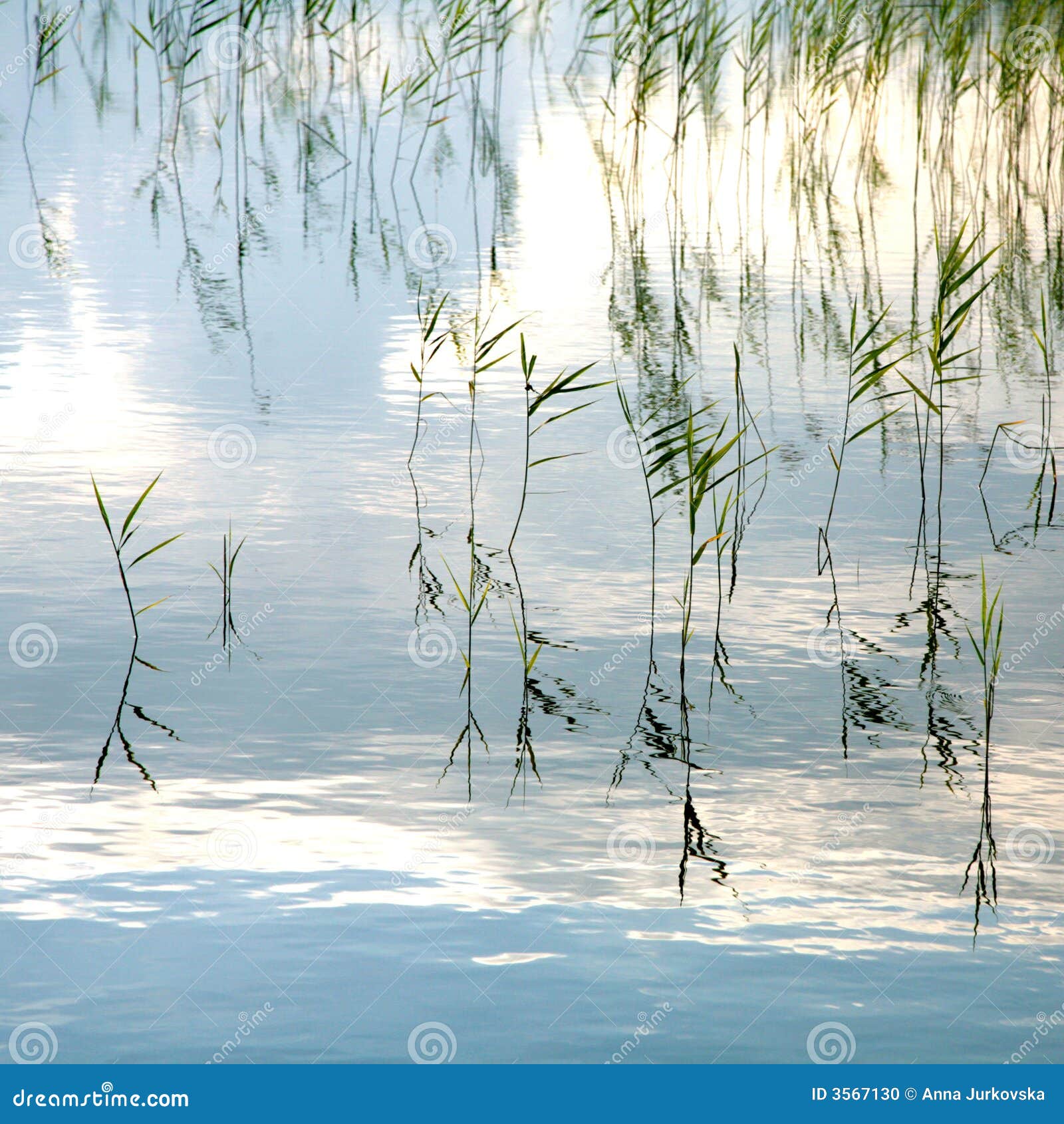 Reeds growing in the lake stock photo. Image of blue, clear - 3567130