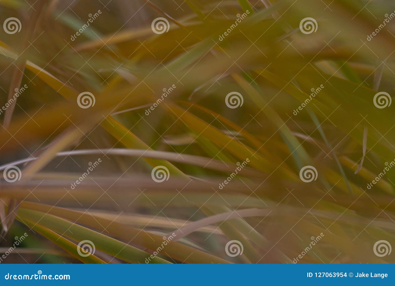 Reeds growing in marsh stock photo. Image of tangled - 127063954