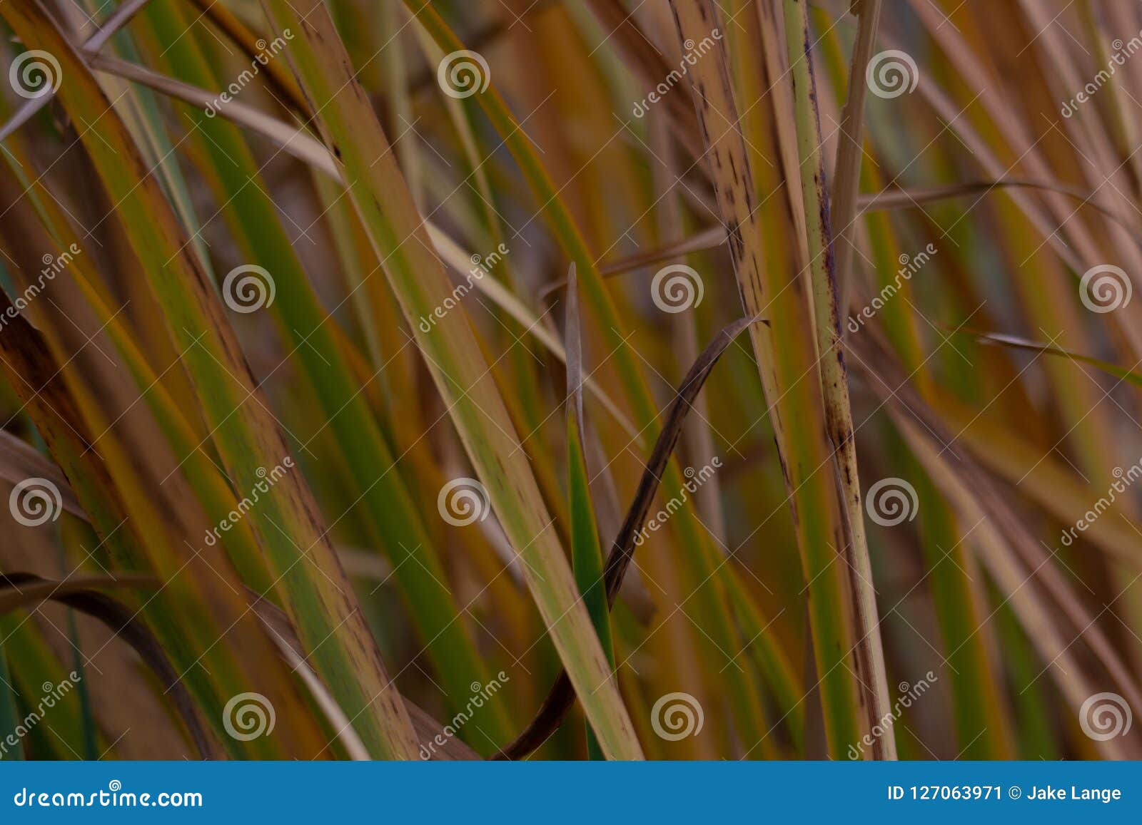 Reeds growing in marsh stock image. Image of green, plants - 127063971