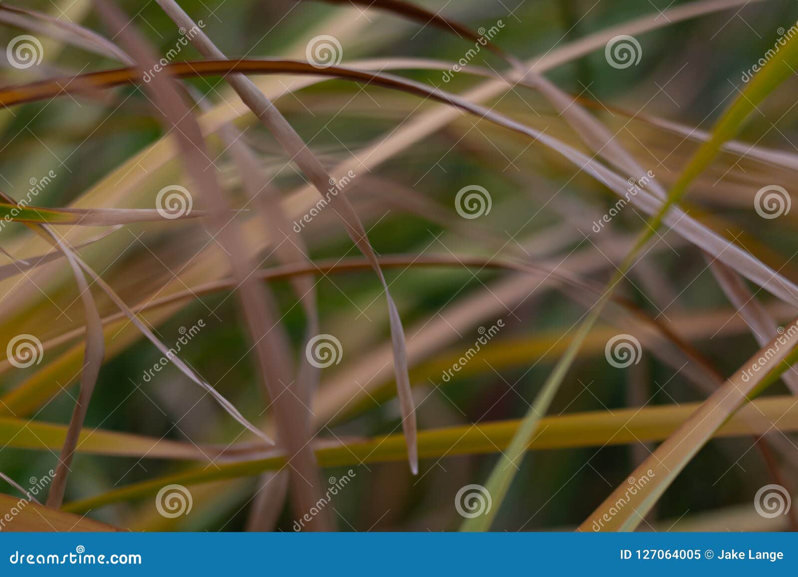 Reeds growing in marsh stock image. Image of reeds, green - 127064005