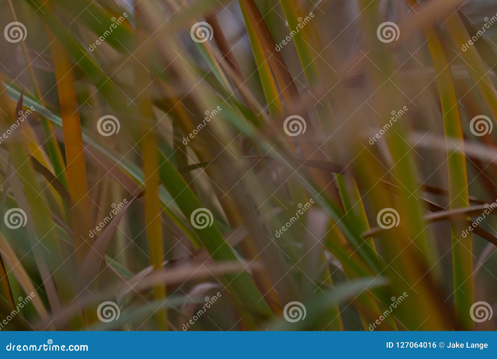 Reeds growing in marsh stock photo. Image of nature - 127064016