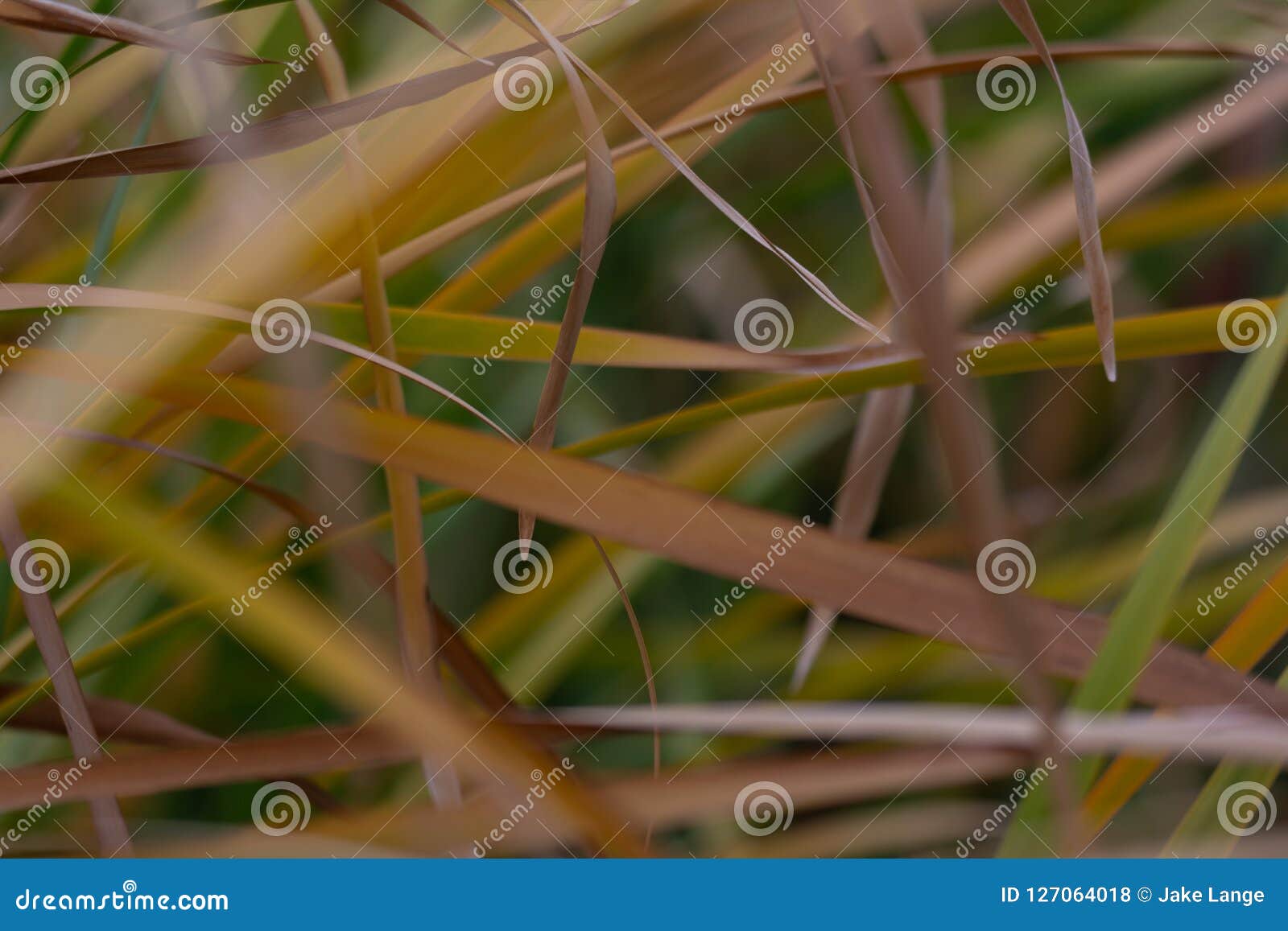 Reeds growing in marsh stock photo. Image of reeds, green - 127064018