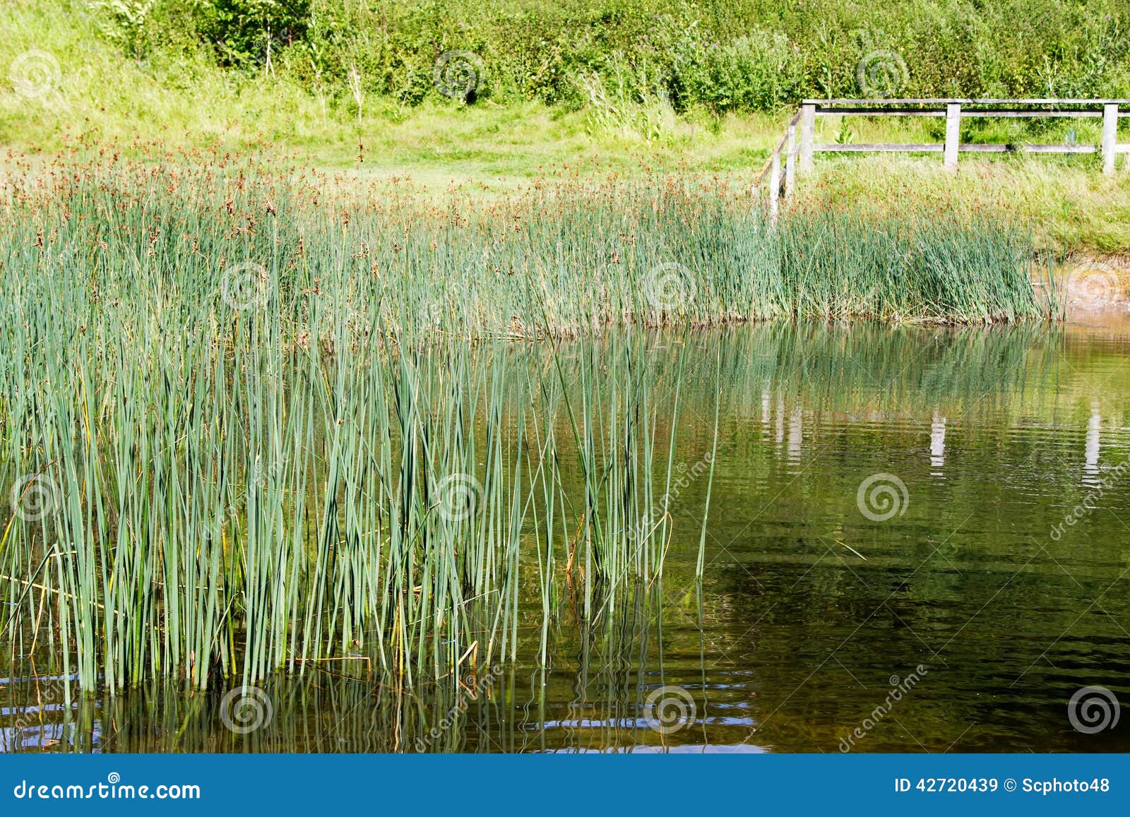 Reeds growing in a pond stock image. Image of grass, lake - 42720439
