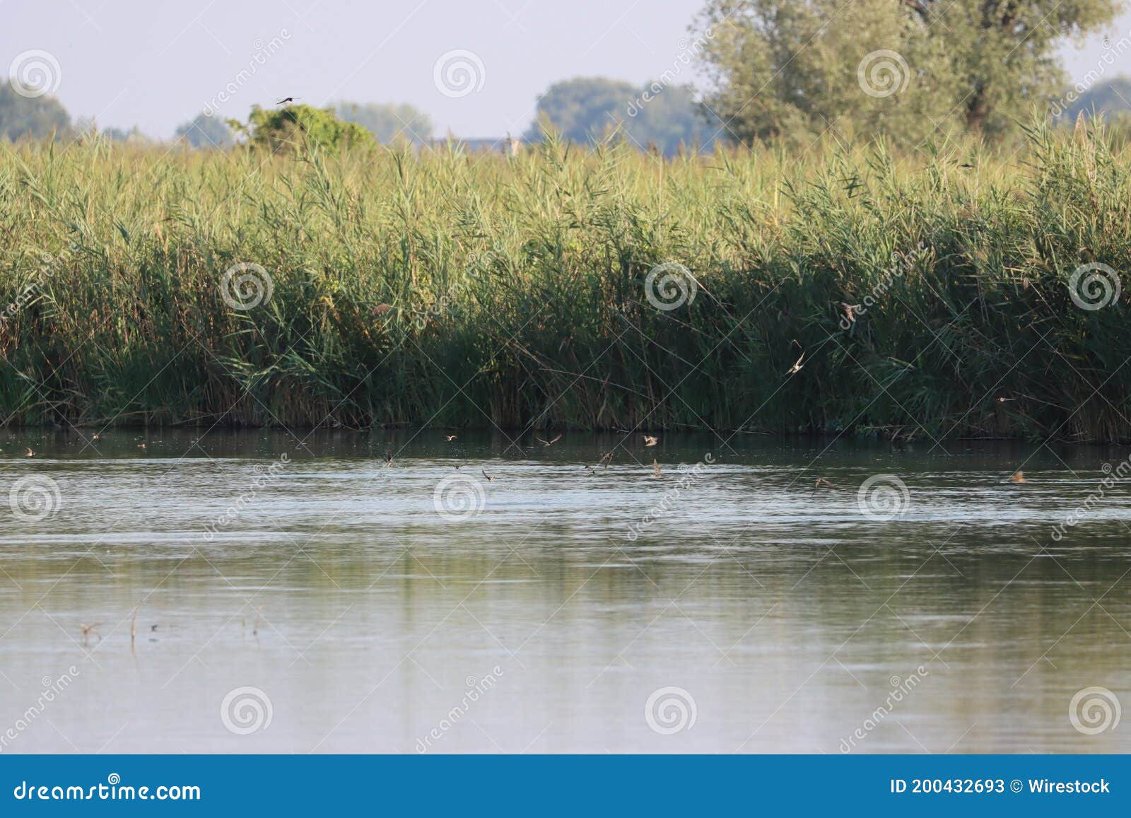 Reeds Growing in a River, Wetland Grass Stock Image - Image of reeds ...