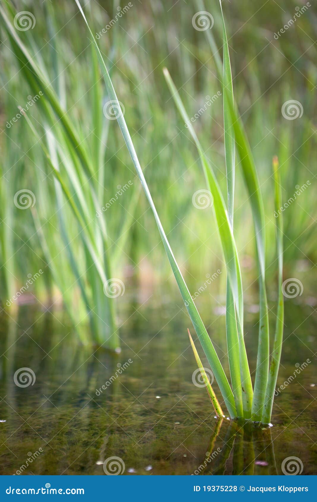 Reeds Growing in a Shallow River Stock Photo - Image of bush, green ...