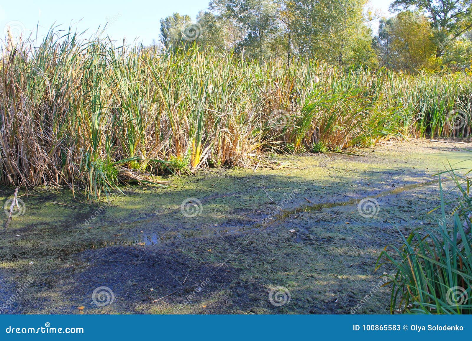 Reeds in a swamp stock image. Image of nature, area - 100865583