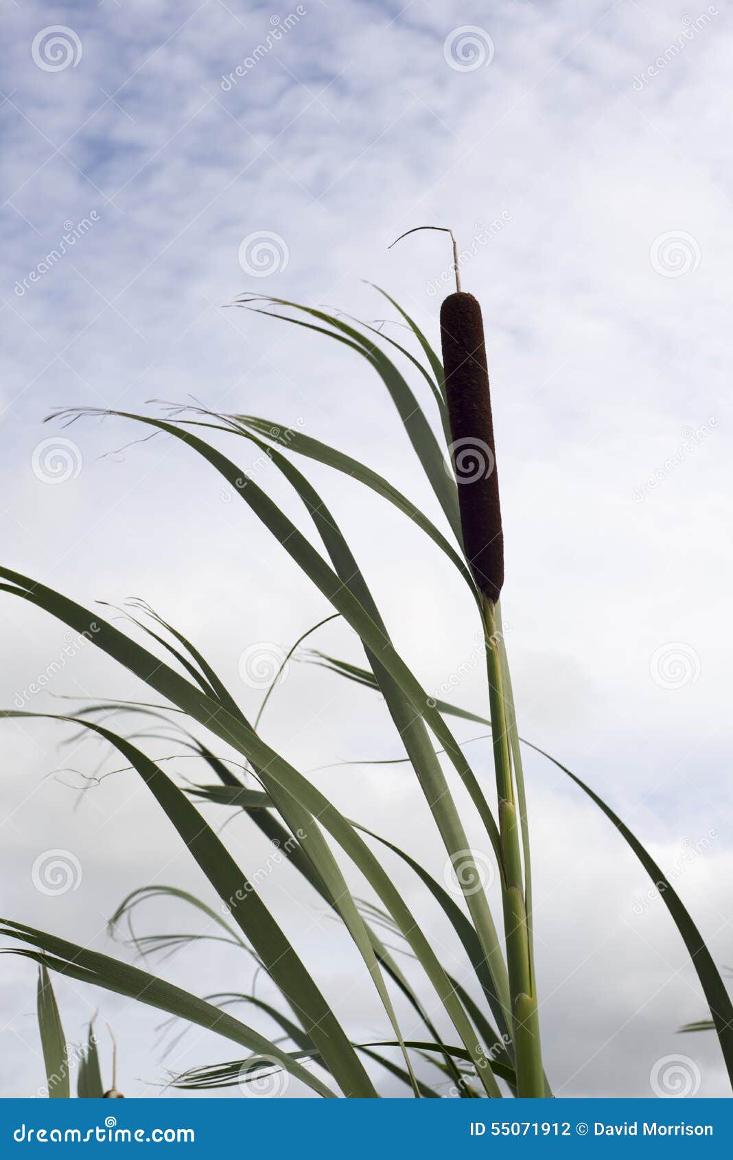 Reeds in an irish bog stock photo. Image of seed, nature - 55071912