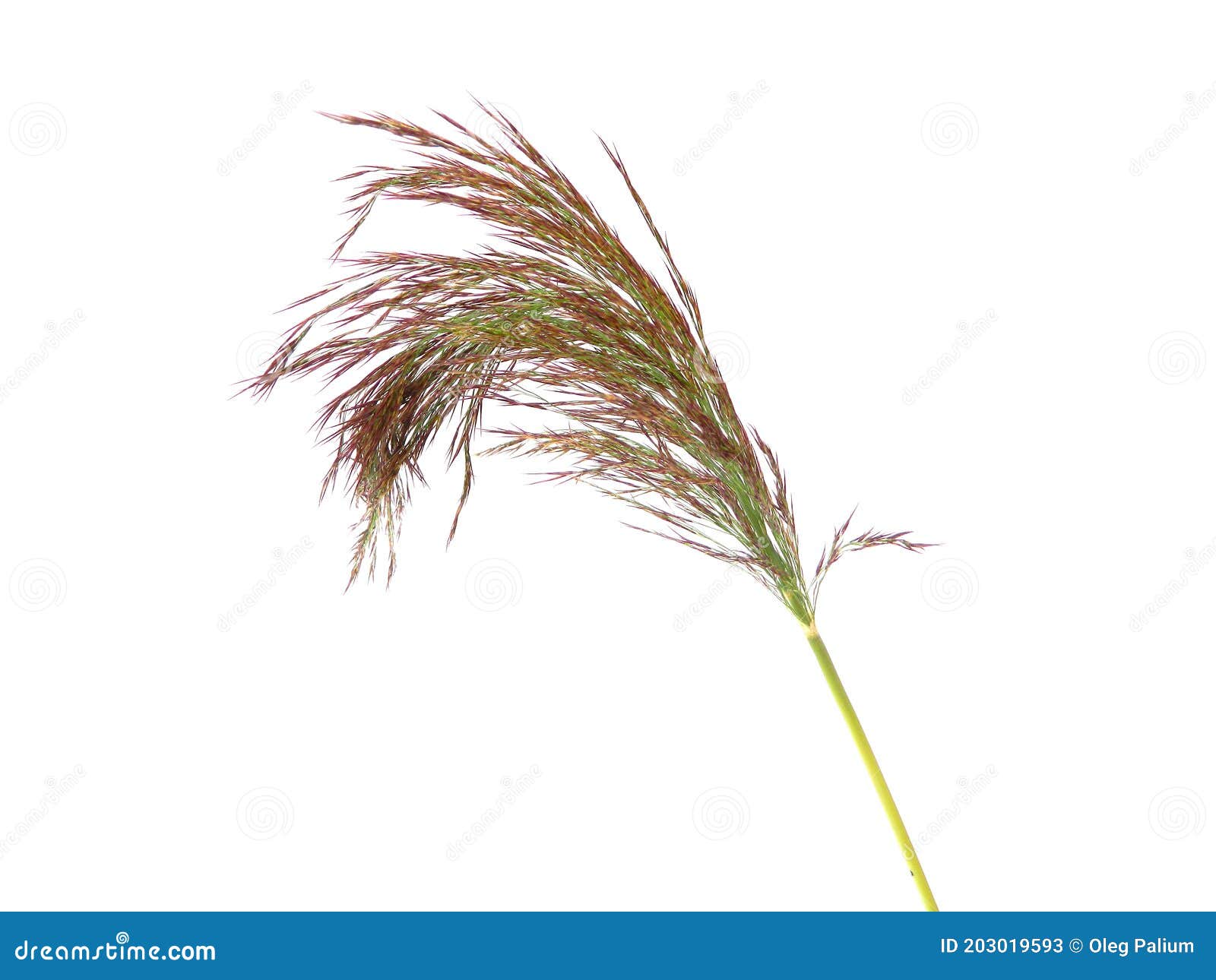 Reeds Isolated on White Background Stock Image - Image of reeds ...