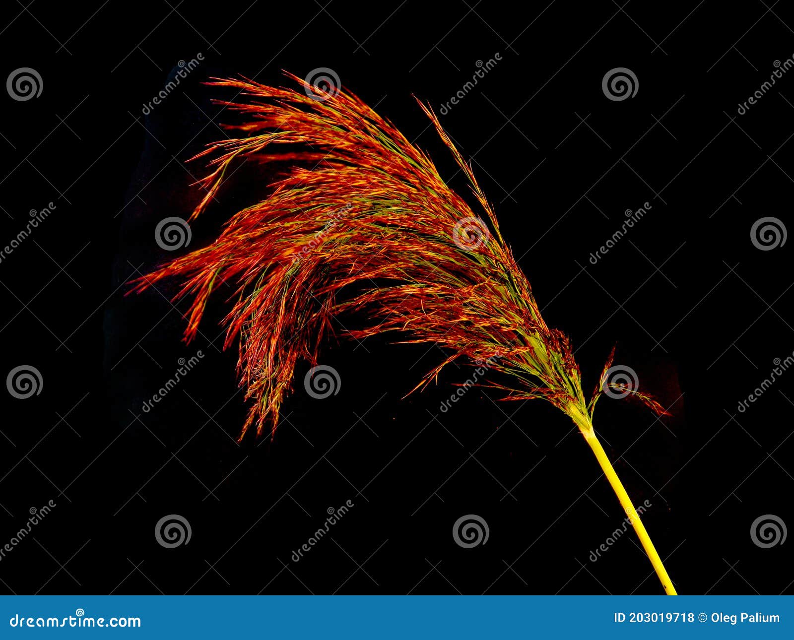 Reeds Isolated on White Background Stock Photo - Image of seeds, reeds ...