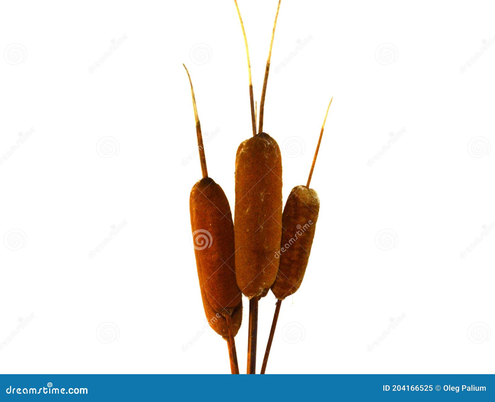 Reeds Isolated on White Background Stock Image - Image of natural ...