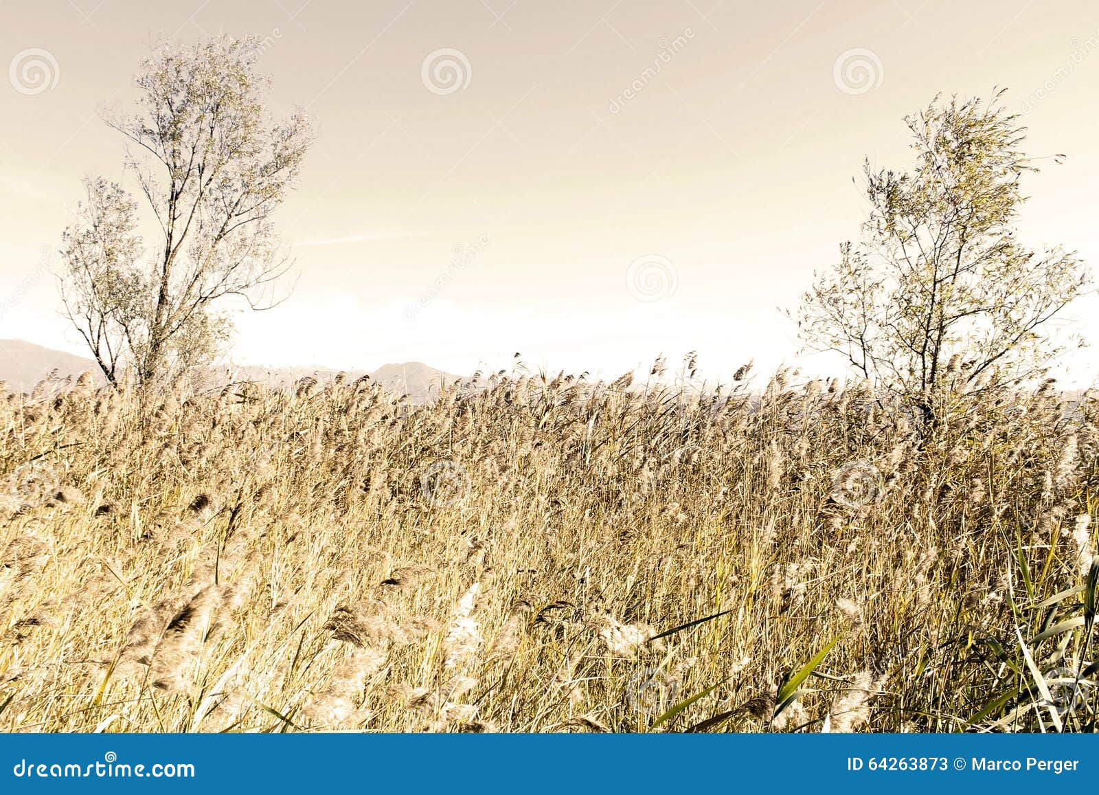 Reeds stock image. Image of bright, winter, outdoor, light - 64263873