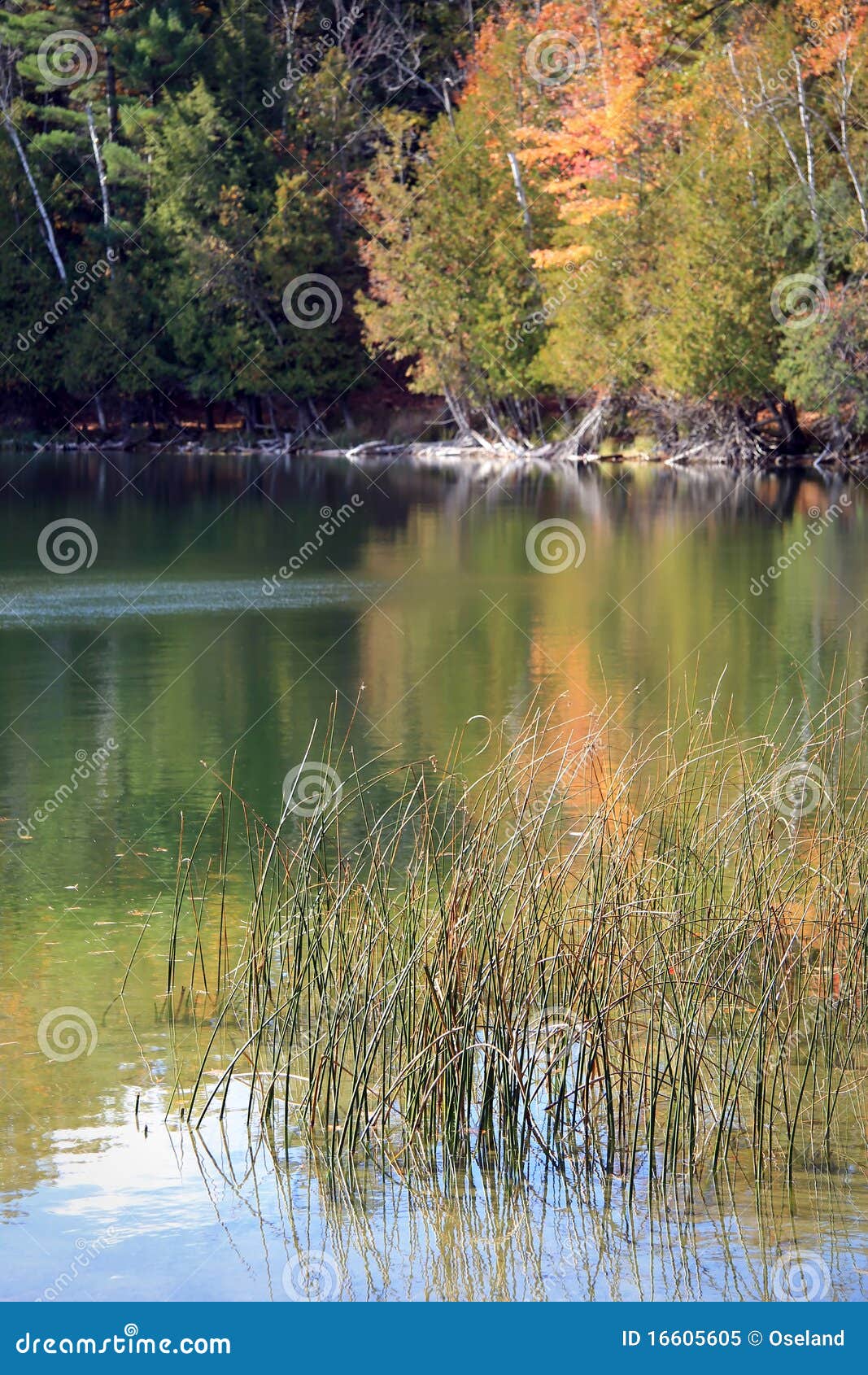 Reeds in Lake stock image. Image of landscape, lake, fall - 16605605