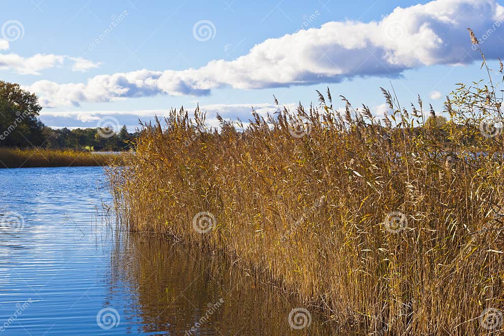 Reeds in the lake stock image. Image of forests, edge - 20243983