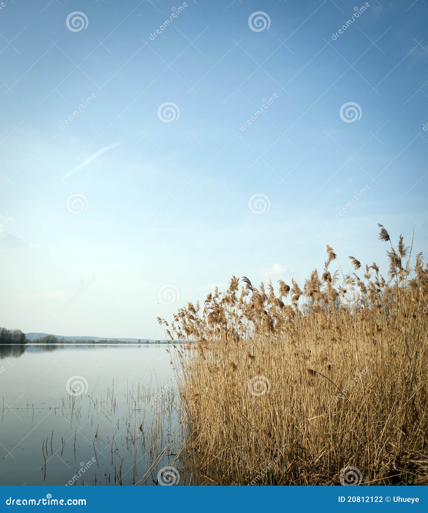 Reeds and the lake stock photo. Image of nature, water - 20812122